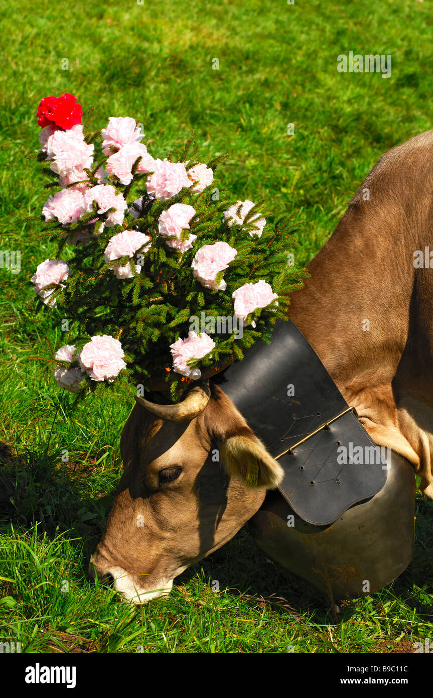 Swiss Brown cattle, decorated queen cow for the ceremonial bringing ...