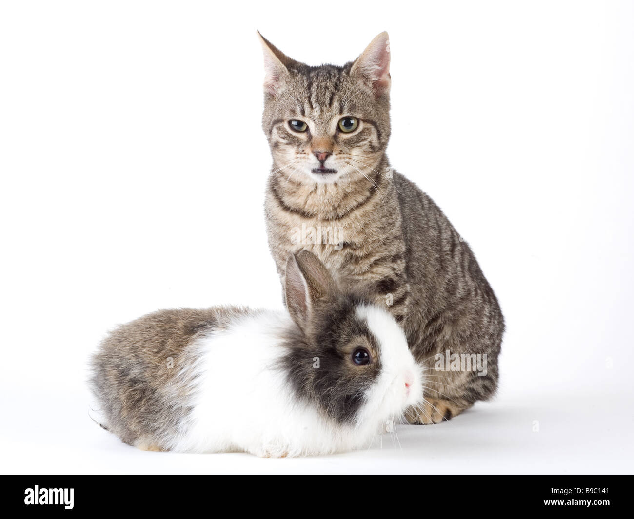 bunny and kitten isolated on white Stock Photo - Alamy