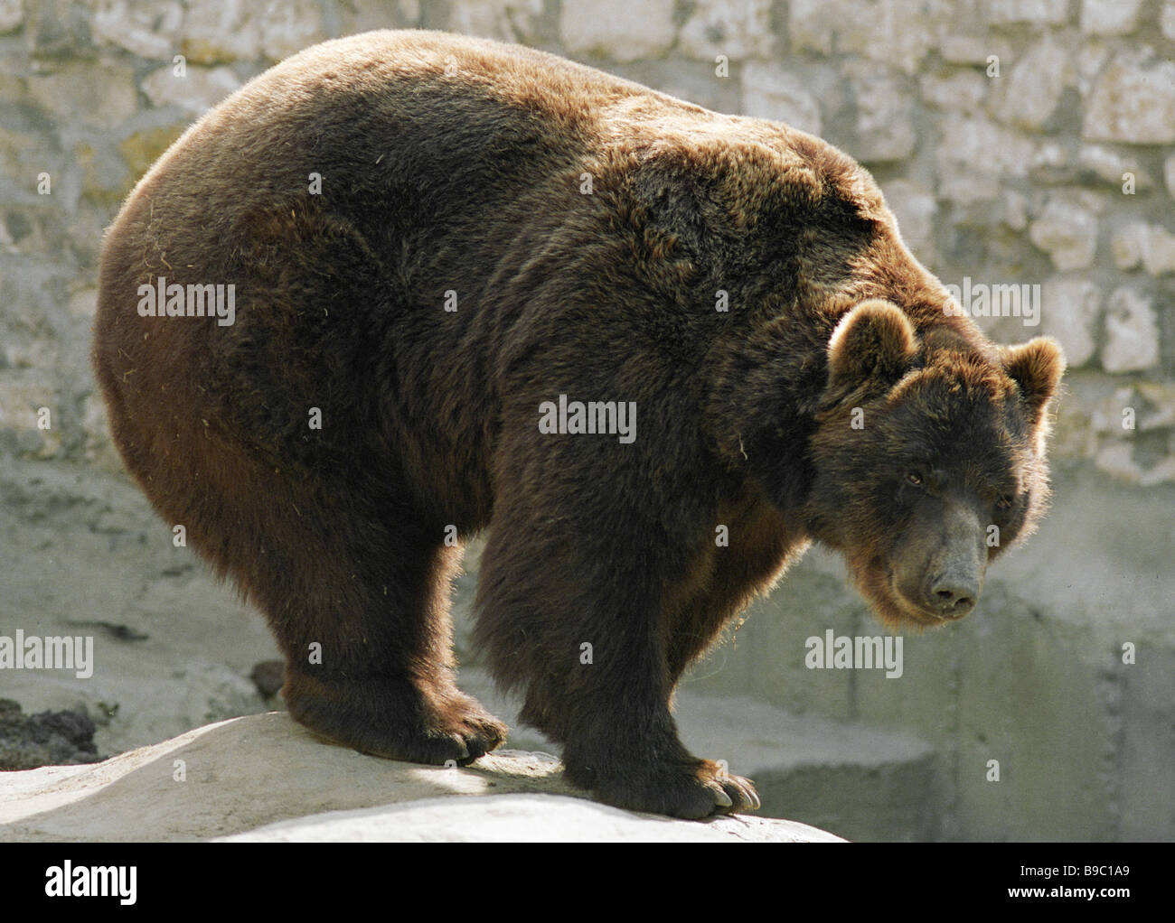 Brown bear at the Moscow Zoo Stock Photo - Alamy