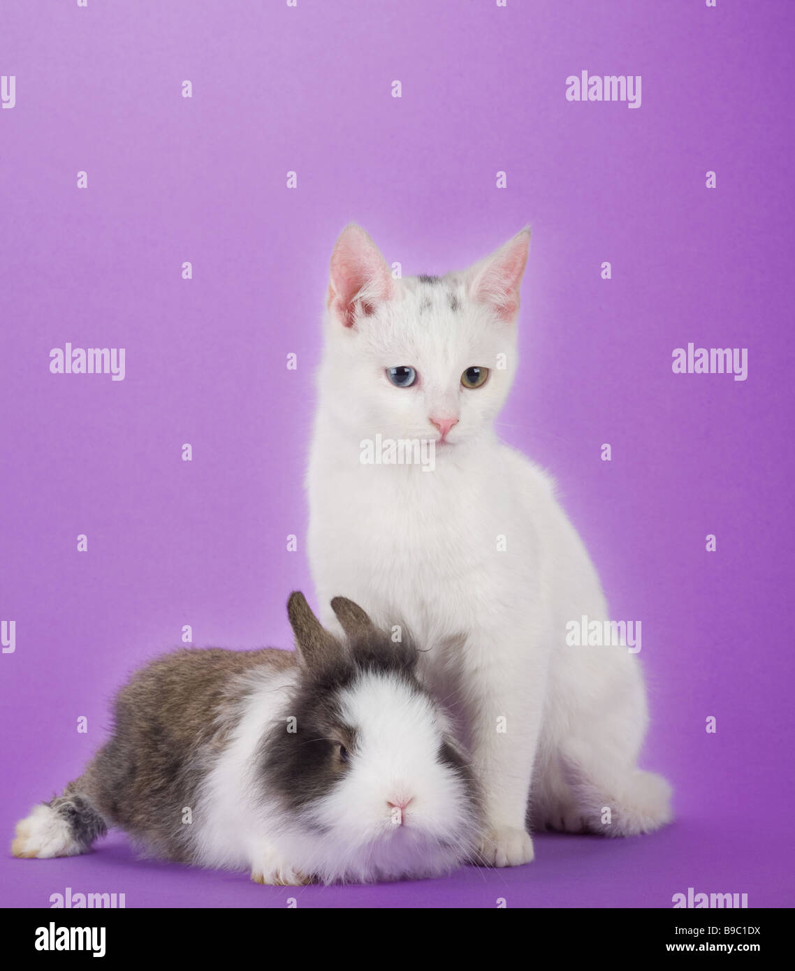 bunny and kitten isolated on purple background Stock Photo - Alamy