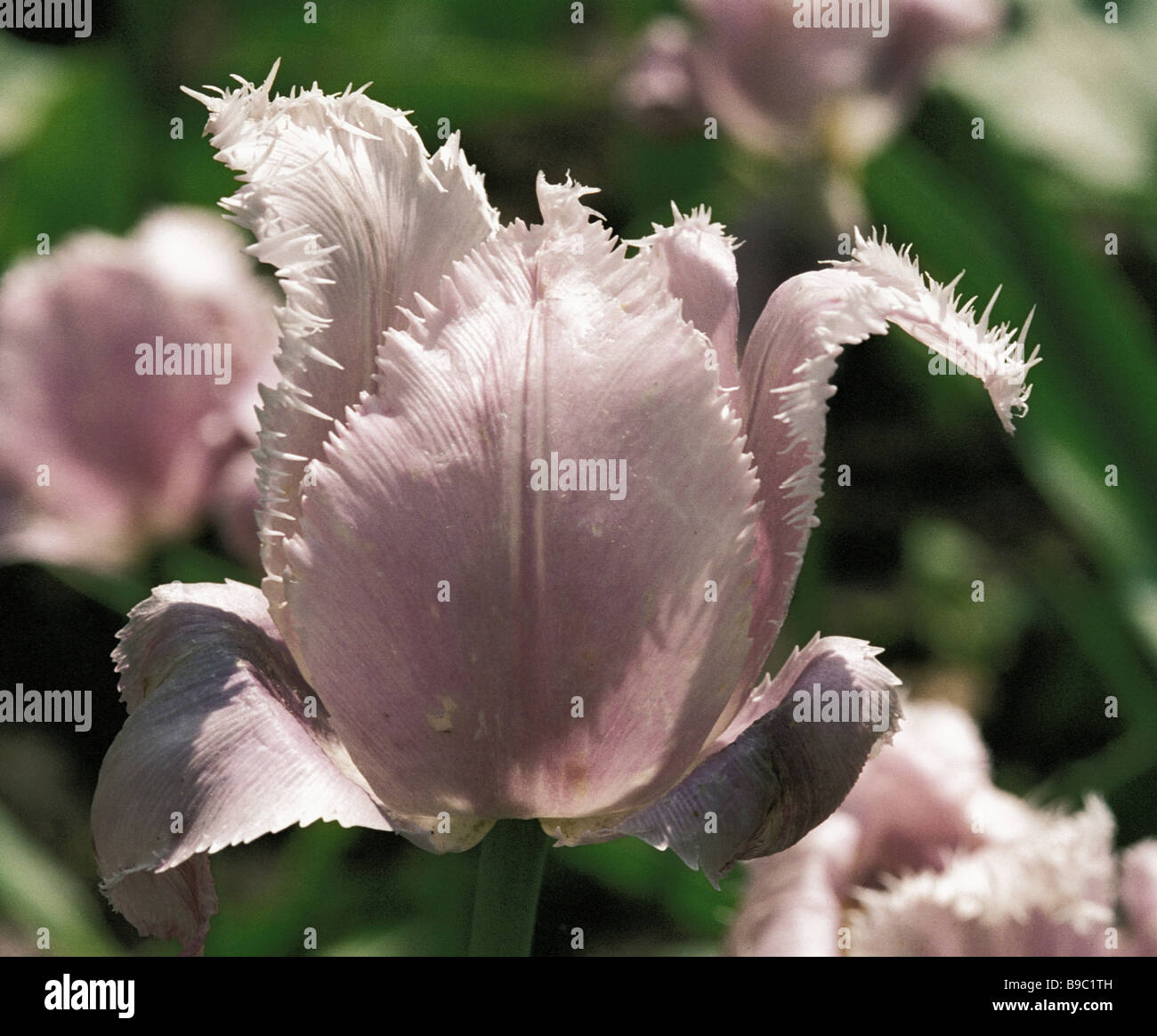 A Blue Heron tulip Stock Photo - Alamy