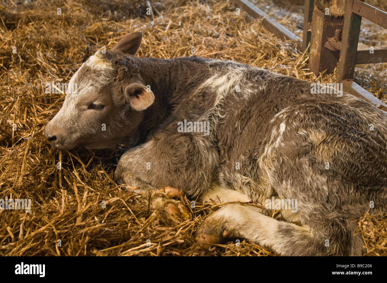 Baby Belgian Blue