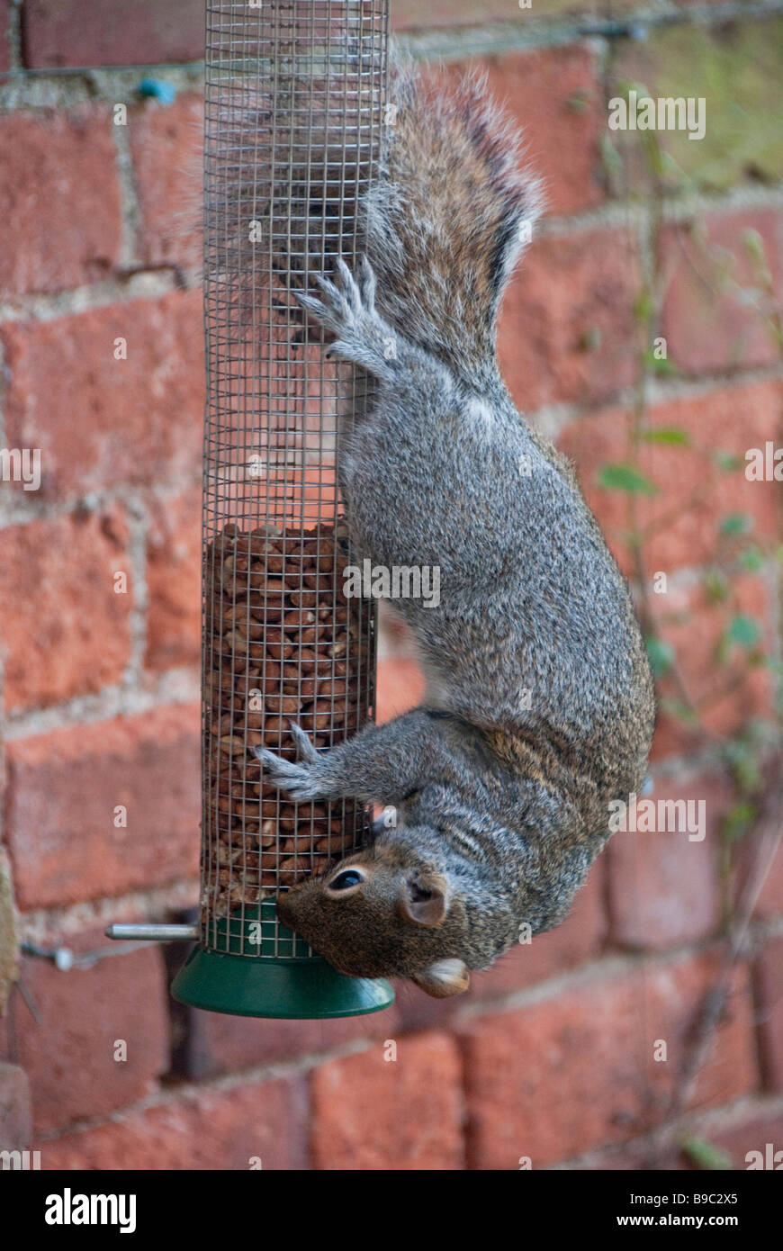 Thief hi-res stock photography and images - Alamy