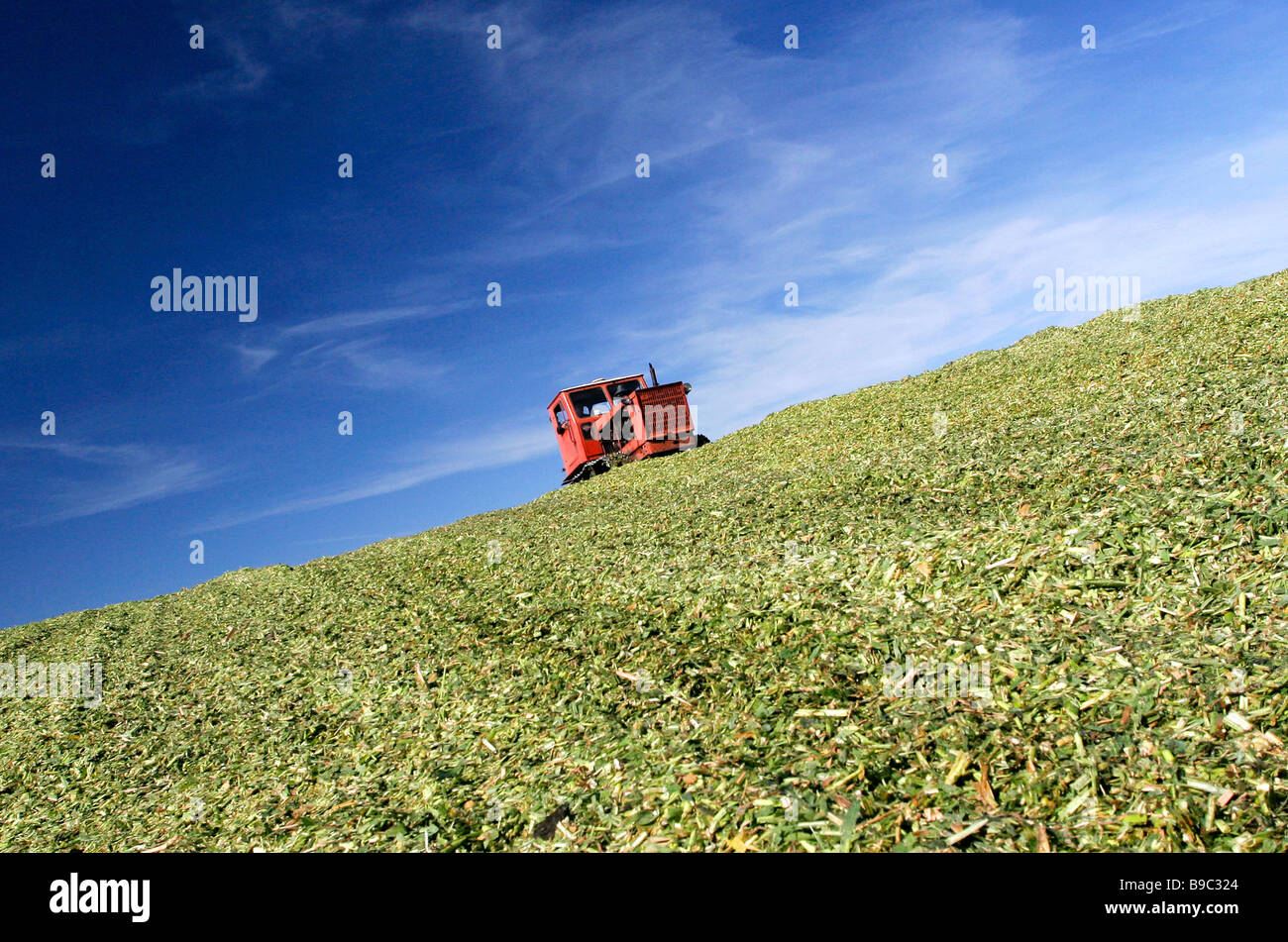 Cutting corn for silage in Kurgan Region fields Stock Photo - Alamy