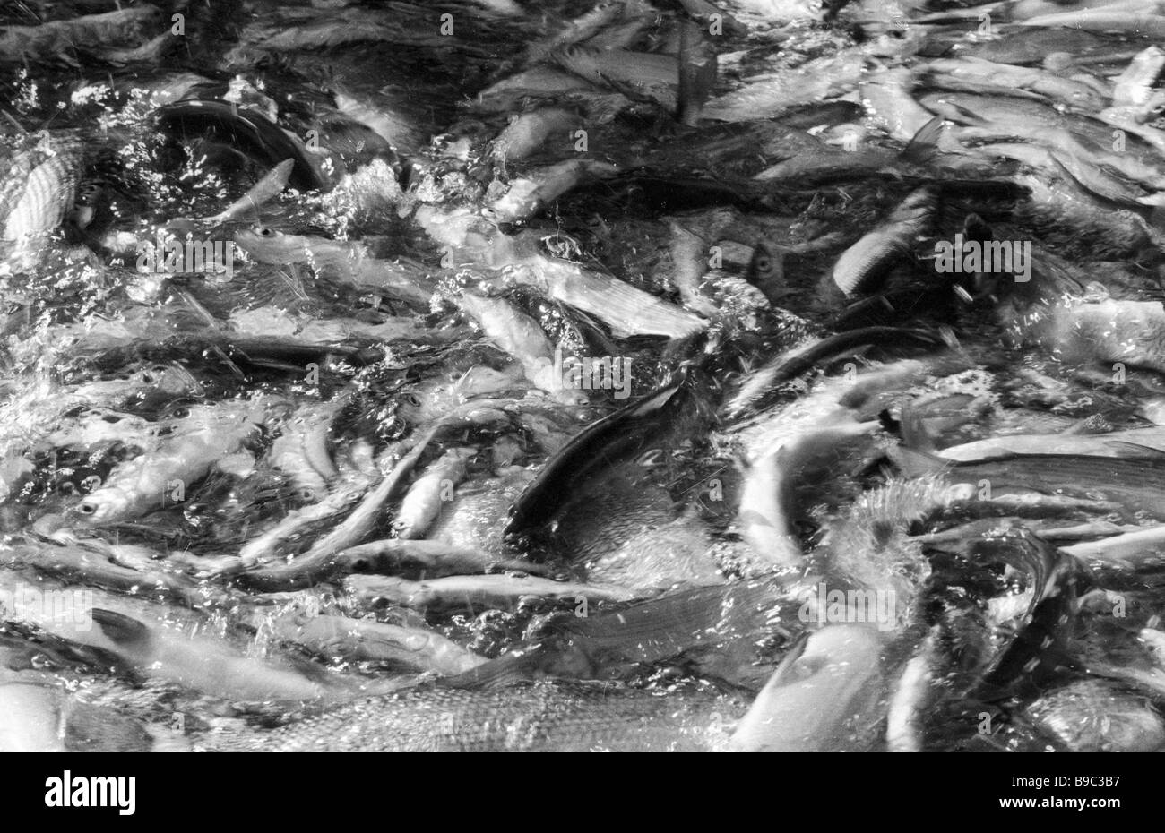 Fish catch in a trawl Stock Photo - Alamy