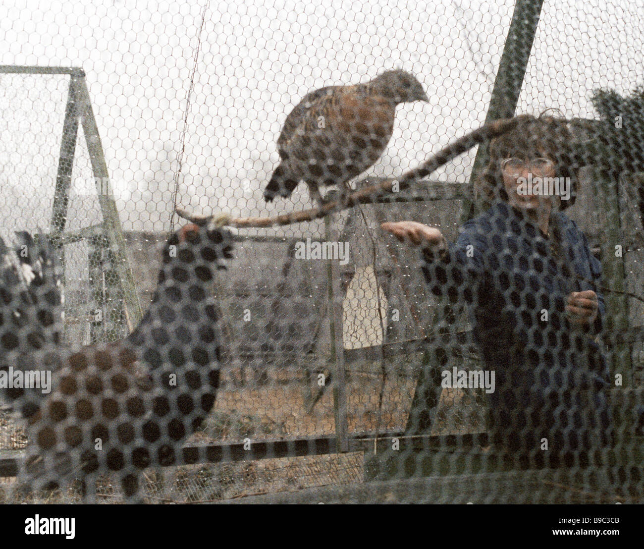 Feeding wood grouse in the Berezina nature preserve Stock Photo - Alamy