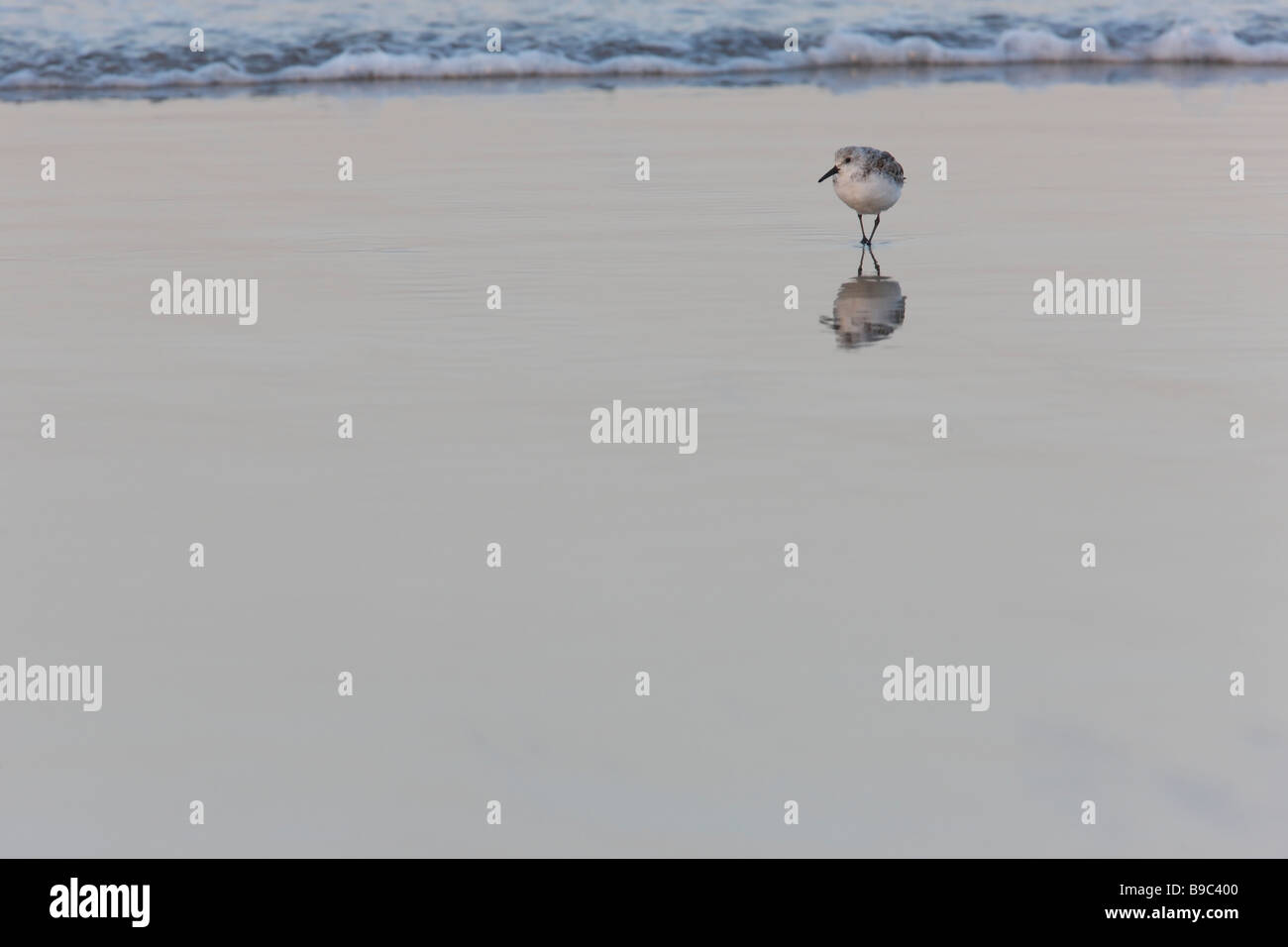 Sanderling Calidris alba bird in molt to breeding plumage resting in ...