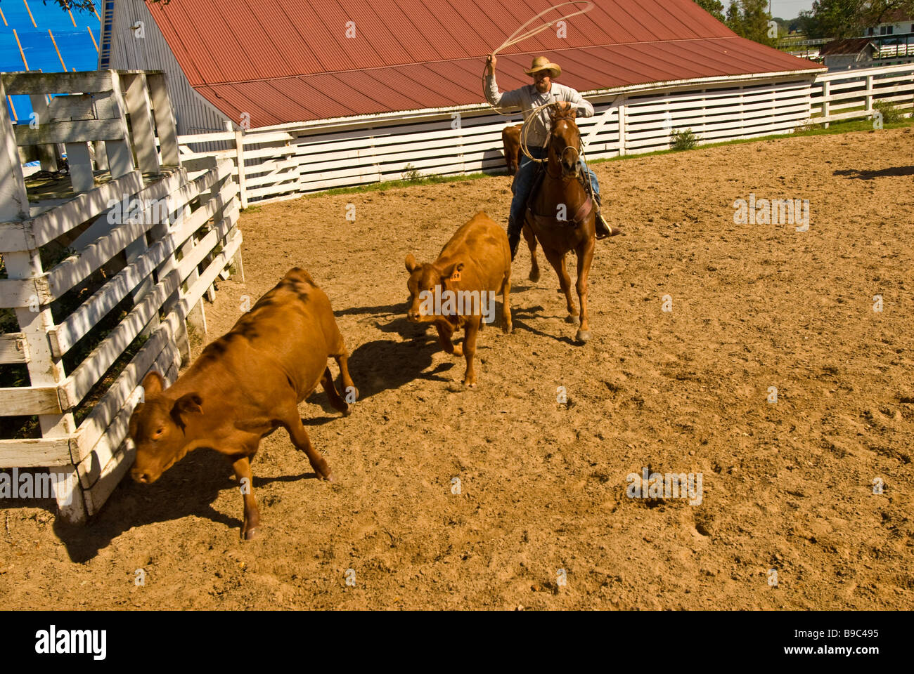 Cowboy rounding up cattle in pen George Ranch Historical Park Houston ...
