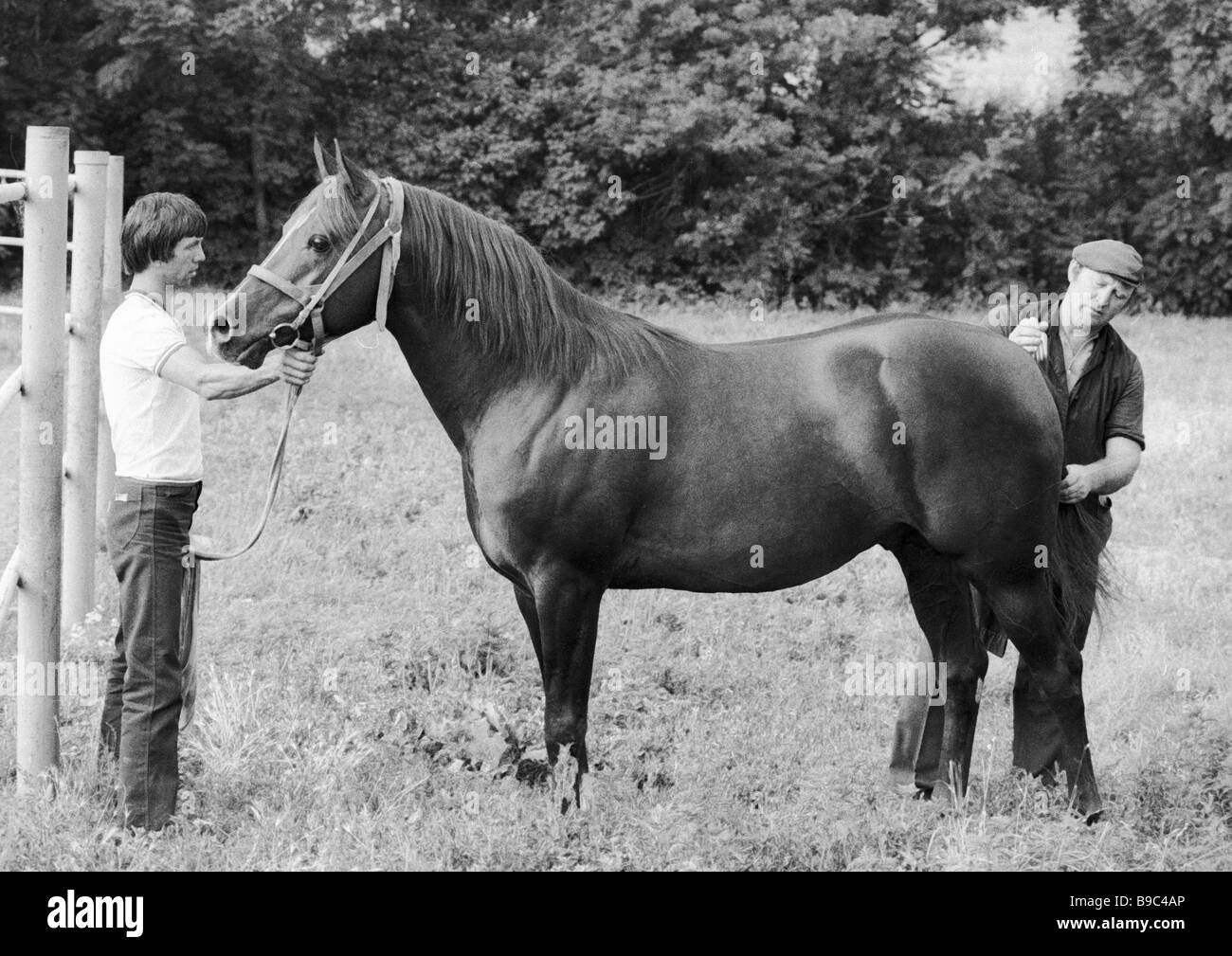 Worker of the Terek horse breeding factory combs tail of Arab stallion ...