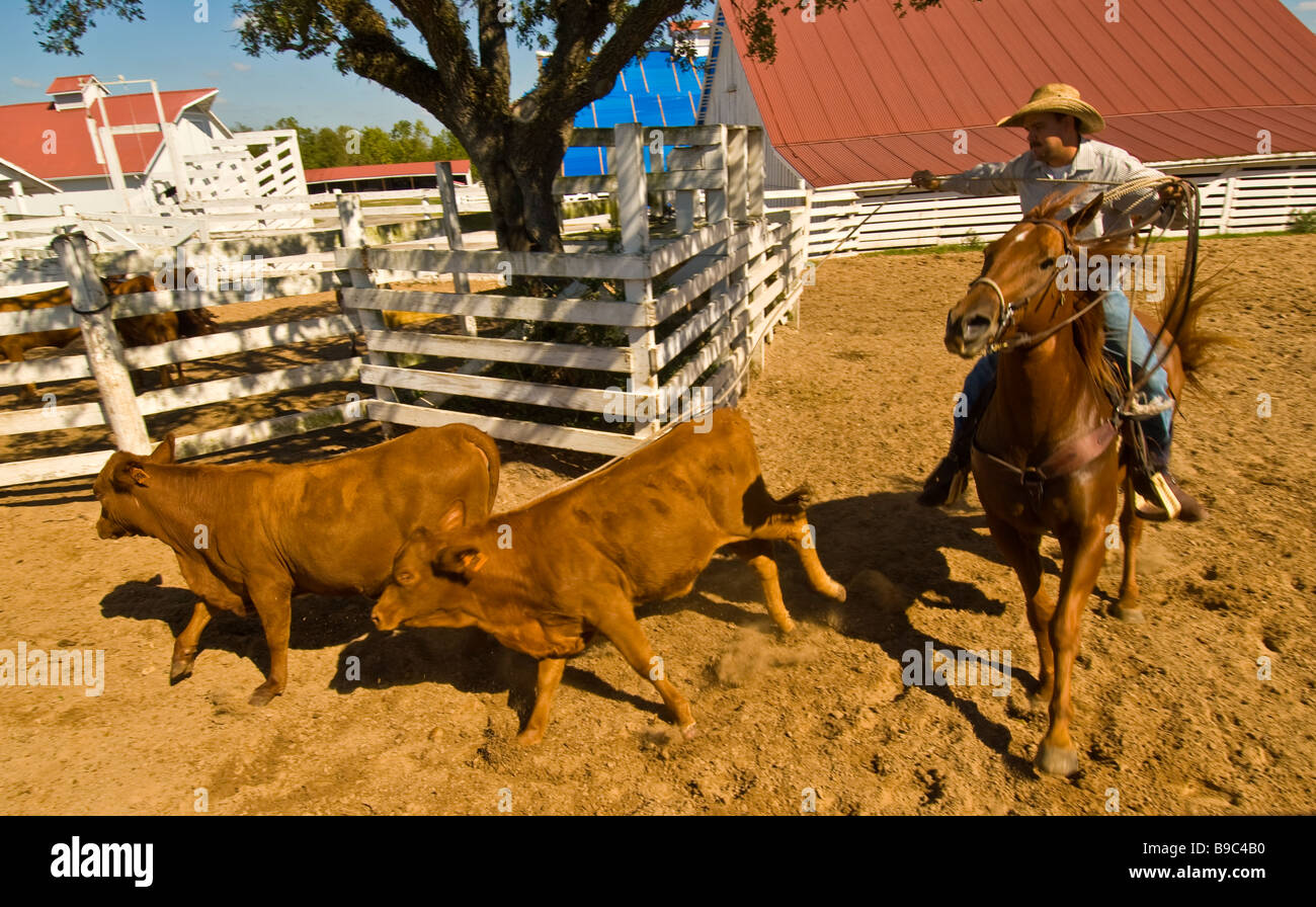 Cowboy rounding up cattle in pen George Ranch Historical Park Houston ...