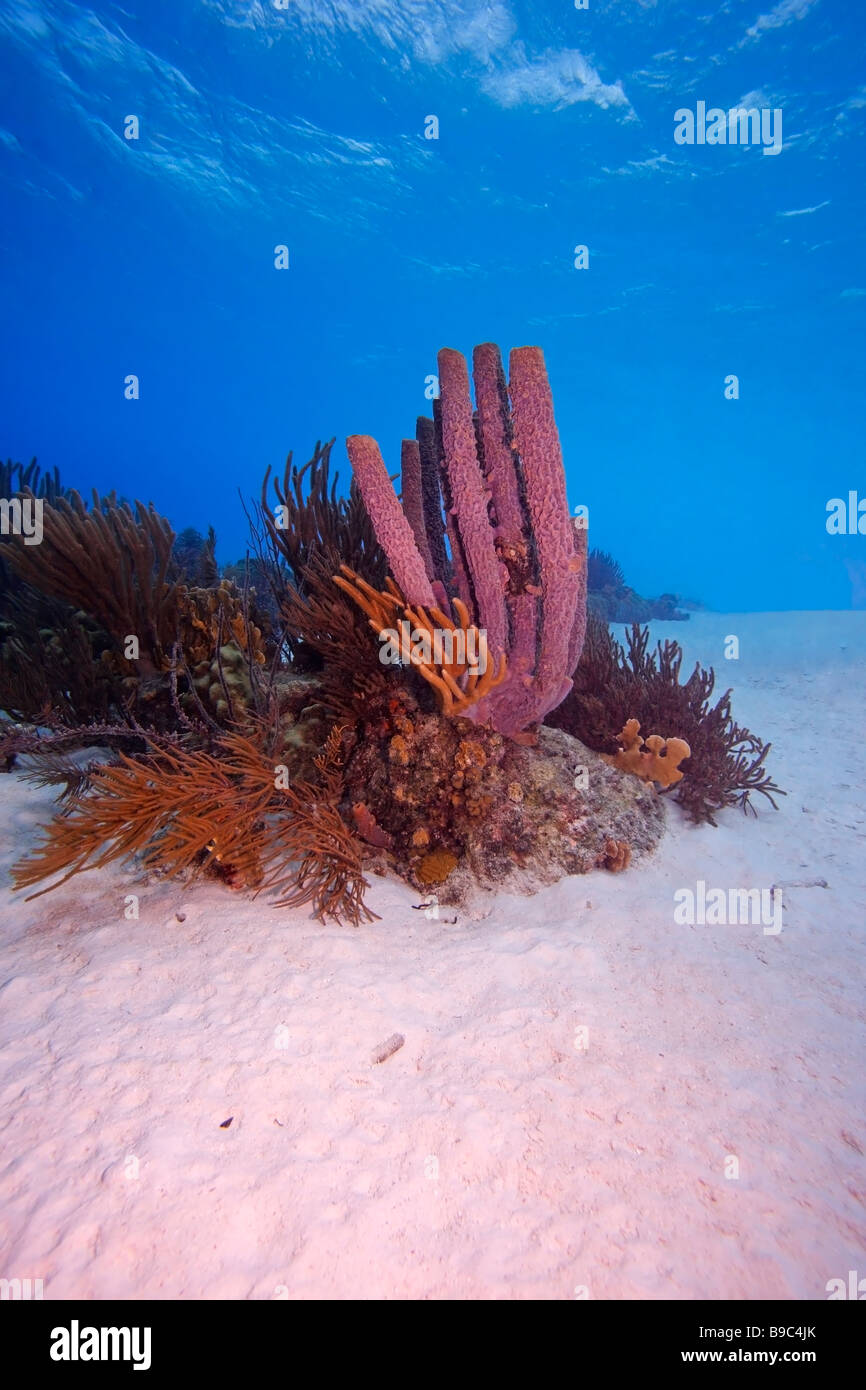 Stove pipe Sponge Aplysina archeri and Sea Rods Stock Photo - Alamy