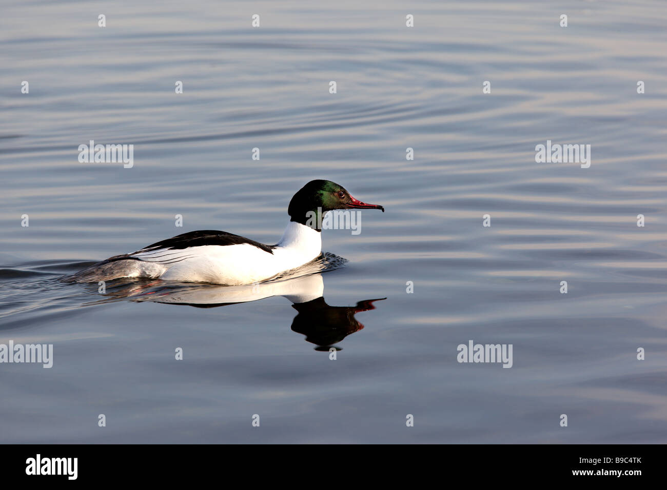 White merganser hi-res stock photography and images - Alamy