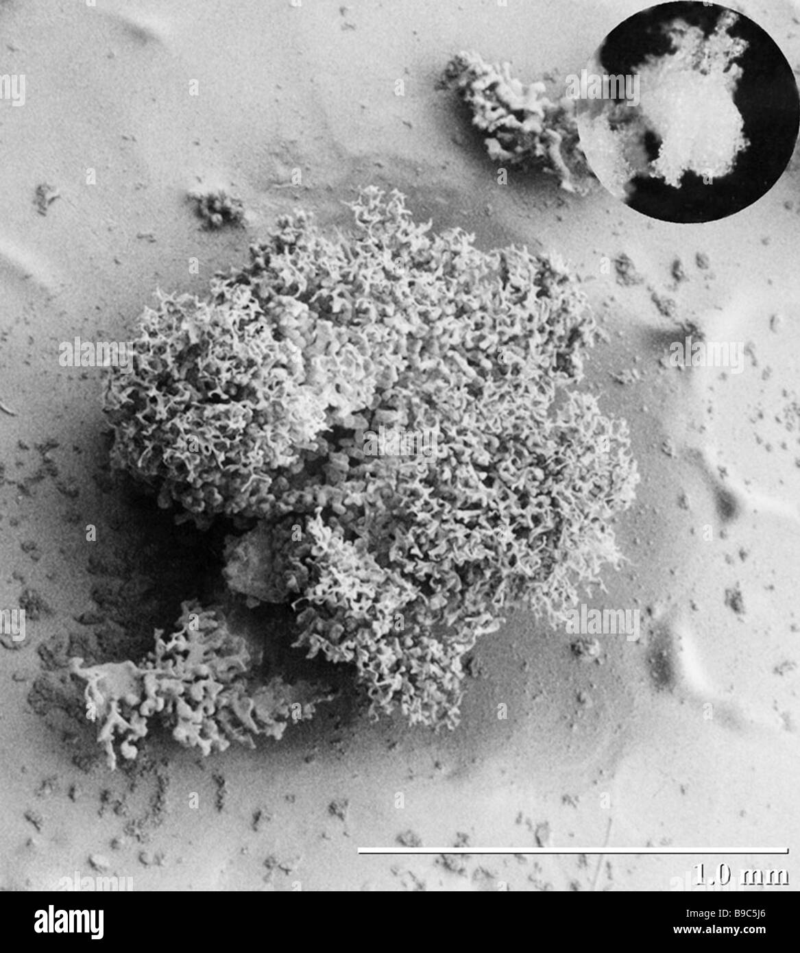 Scanning Electron Microscope Snowflake