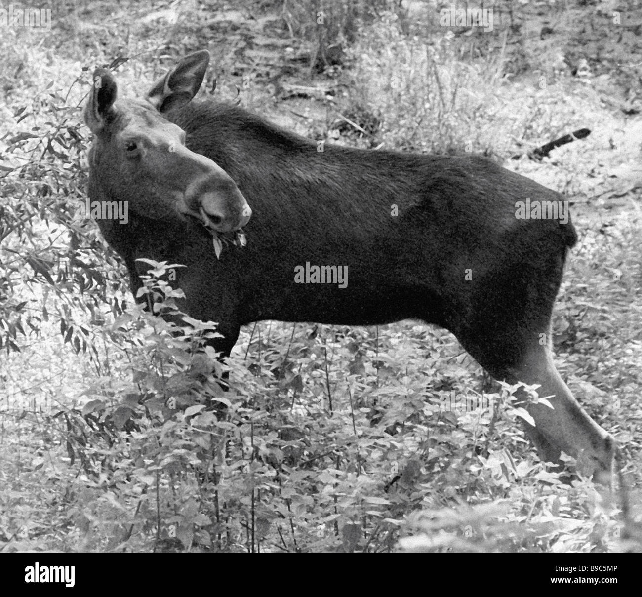 An elk in the woodlands near Moscow Stock Photo - Alamy