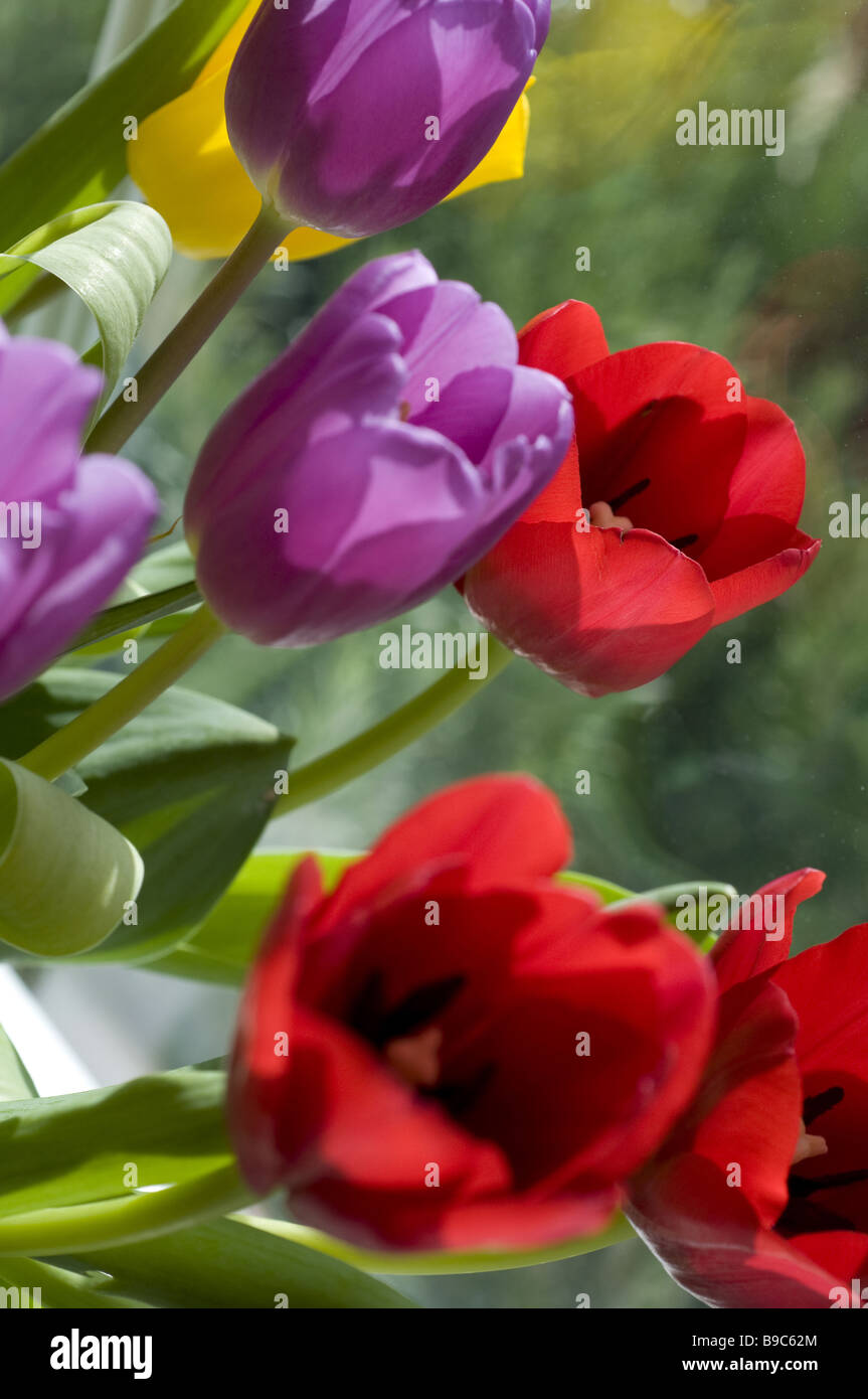 Rare tulips hi-res stock photography and images - Alamy