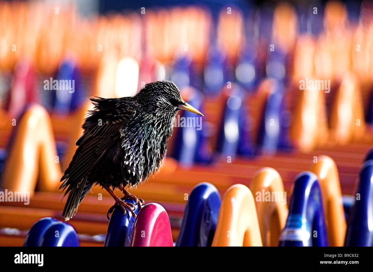 Wildlife int the city hi-res stock photography and images - Alamy