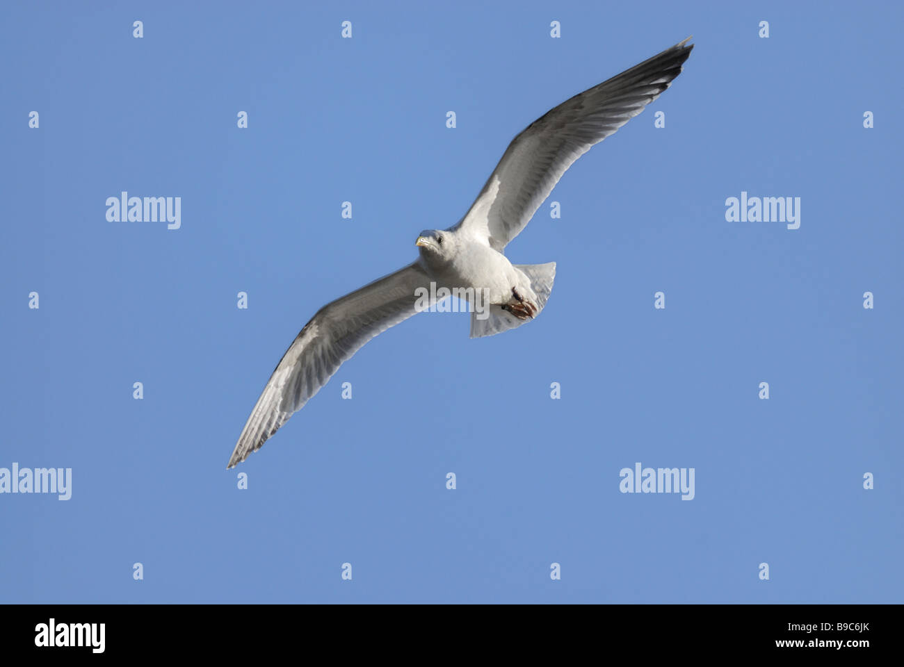 A herring gull soaring in blue sky Stock Photo - Alamy