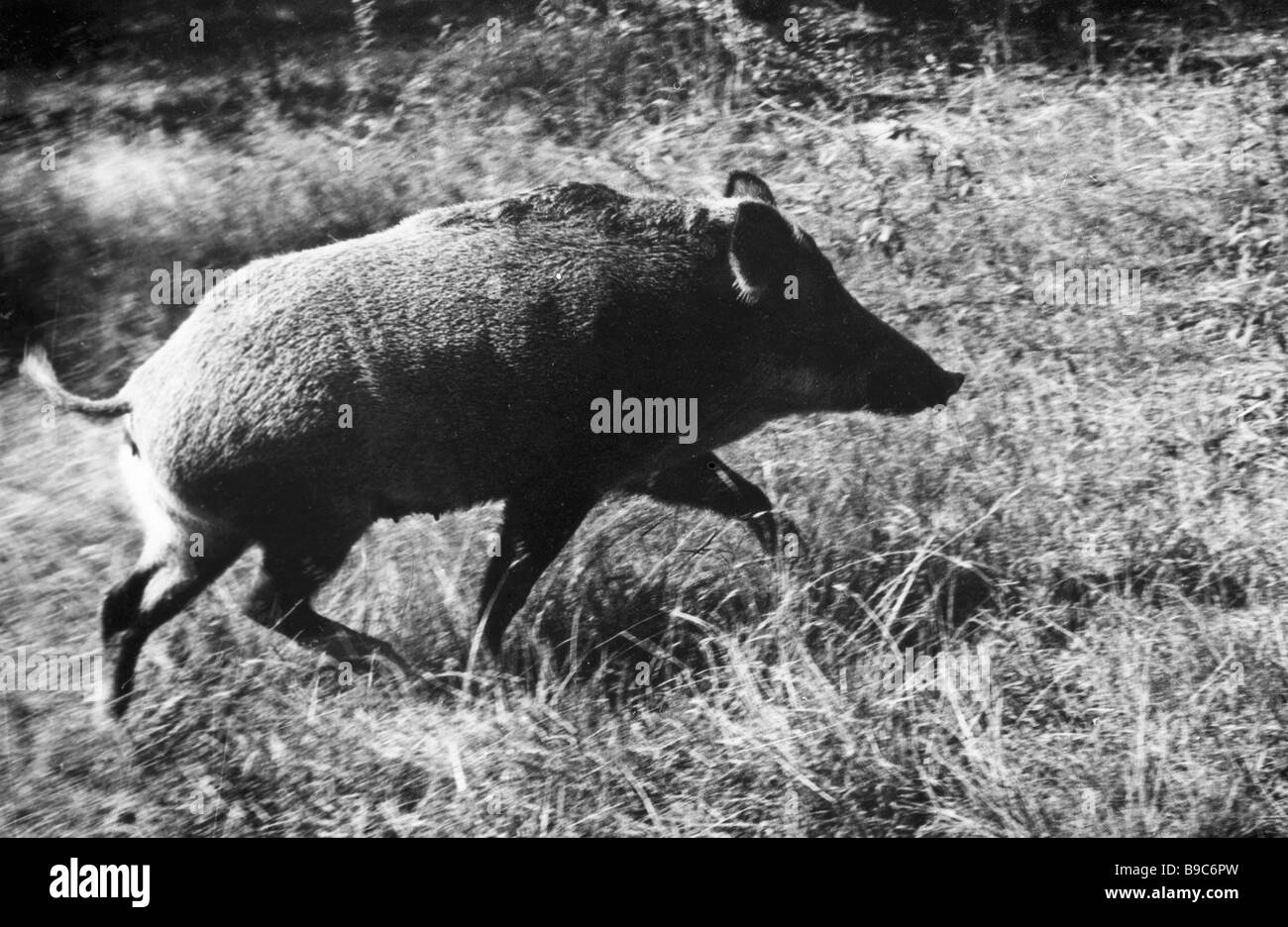 A wild boar in the woods near Moscow Stock Photo - Alamy