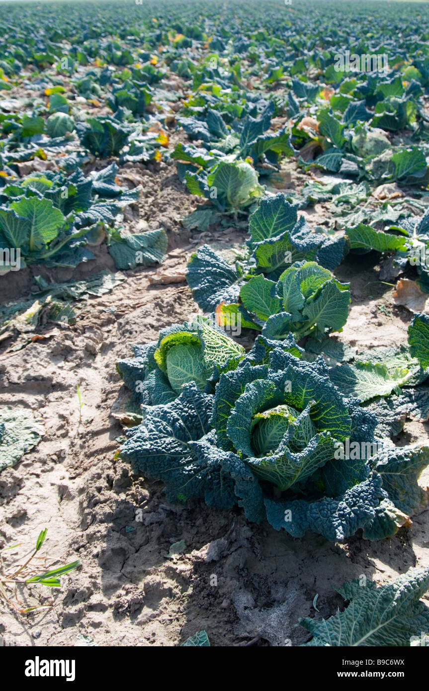 cabbage cabbages field fields growing grower vegetable agriculture ...