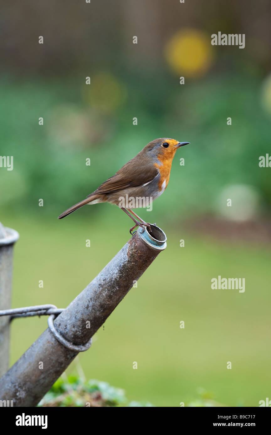 Robin watering can hi-res stock photography and images - Alamy