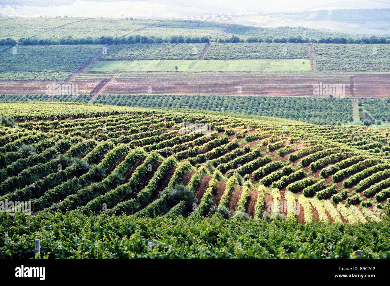 Vineyards in Moldavia Stock Photo - Alamy