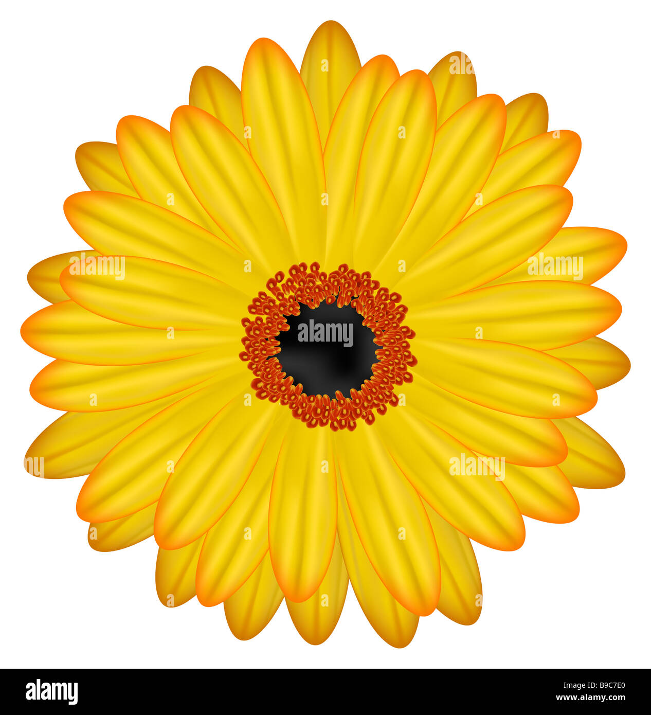 Gerbera daisy graphic image hi-res stock photography and images - Alamy