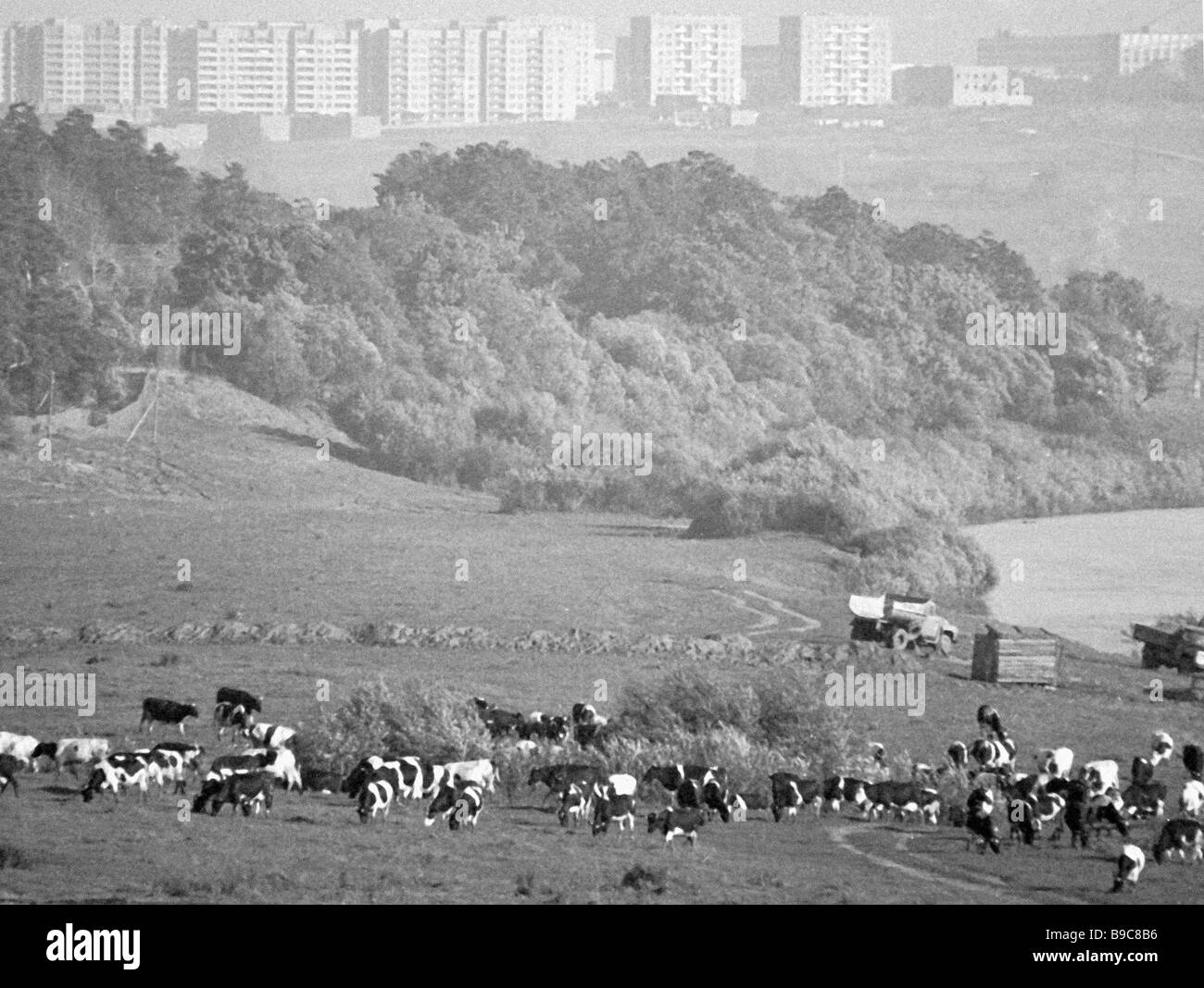 Cows pasturing in the suburbs of the Pushchino town Stock Photo - Alamy