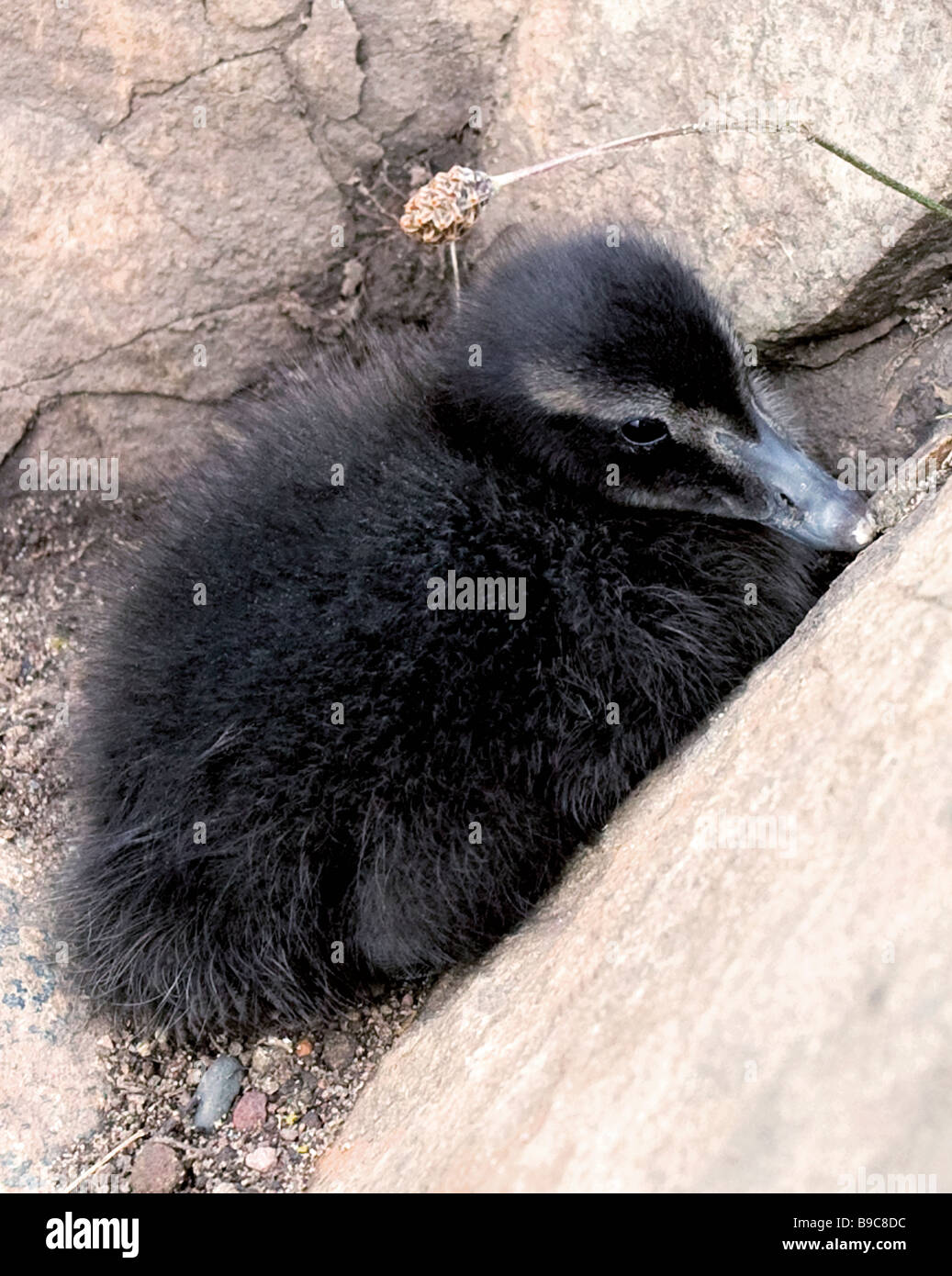 A baby Eider Duck Stock Photo - Alamy