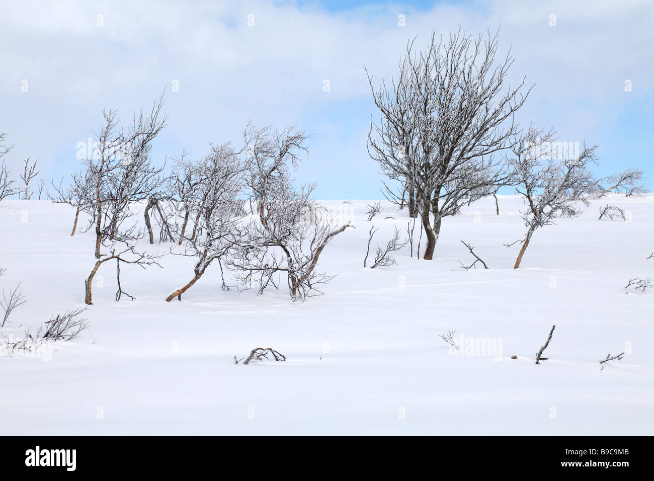 Birchwood in winter hi-res stock photography and images - Alamy