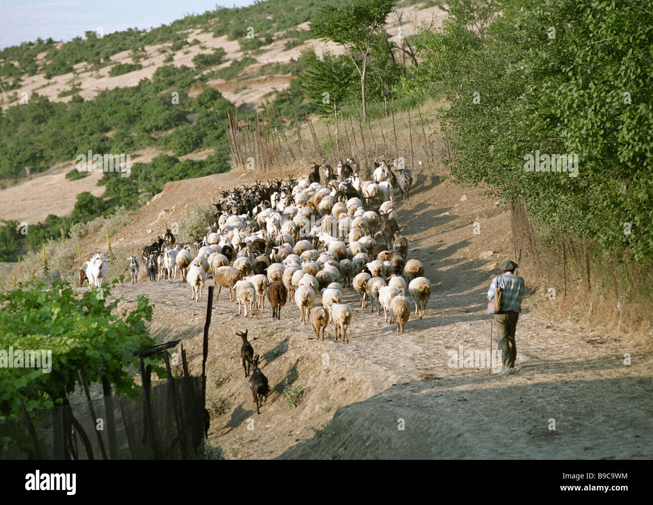 A shepherd sending his flock to grass Stock Photo - Alamy