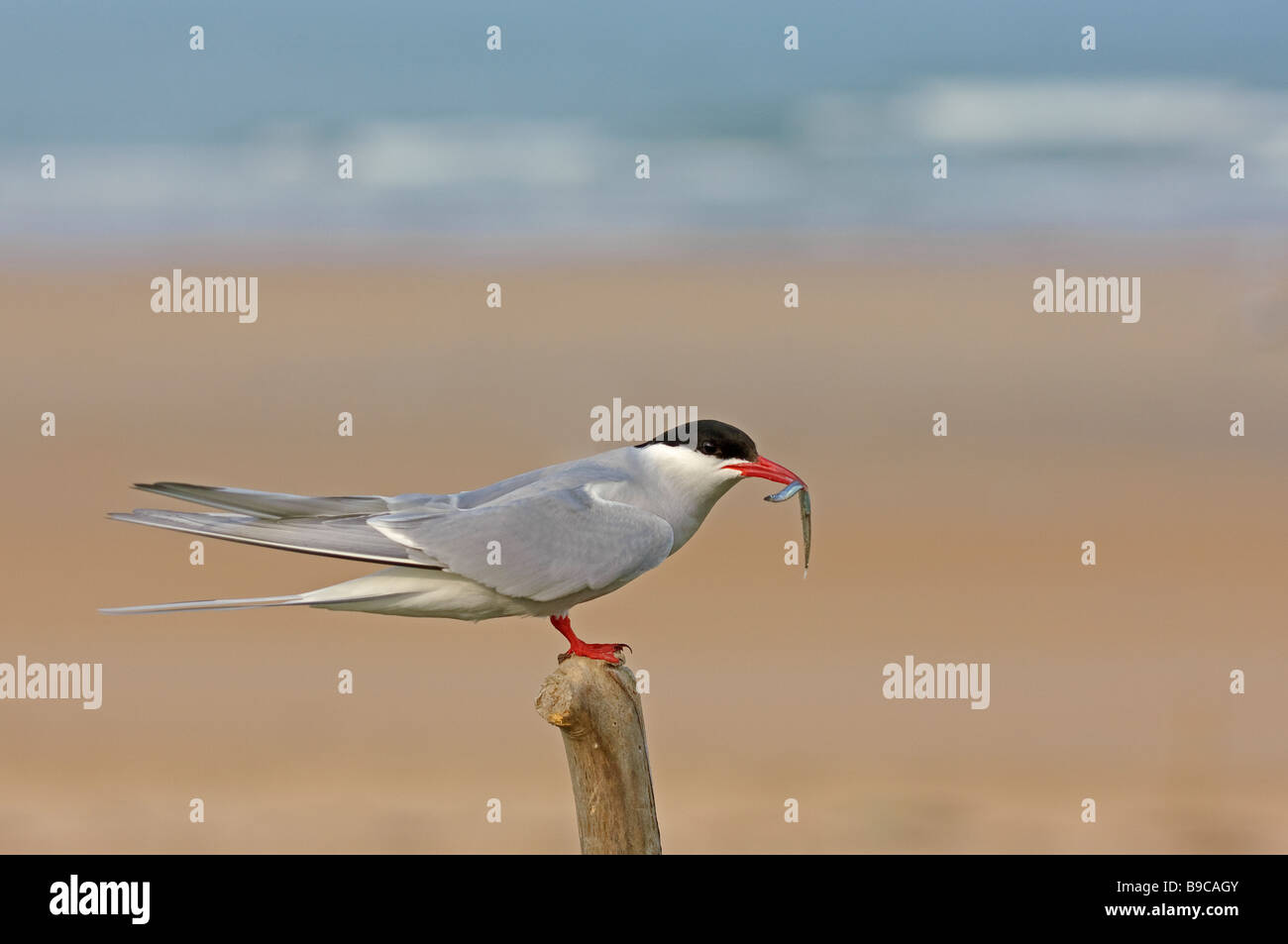 Arctic tern Sterna paradisaea summer adult with sandeel Stock Photo - Alamy