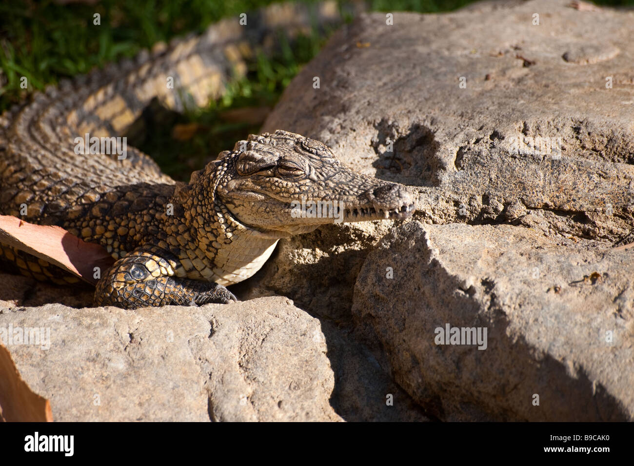 Young alligator submerged in the swamp Stock Photo - Alamy