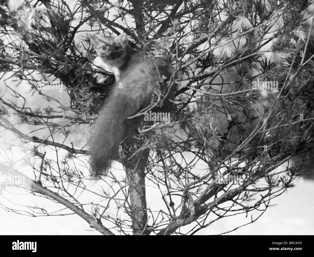 Common marten on a tree in the Prioksko Terrasny state reserve Stock ...