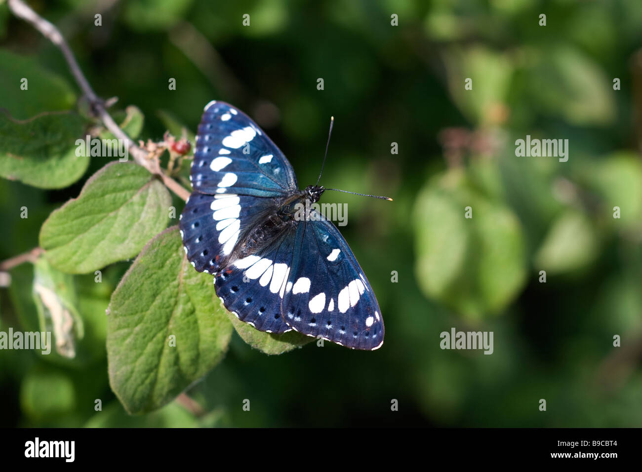 Southern White Admiral Limenitis reducta Stock Photo - Alamy