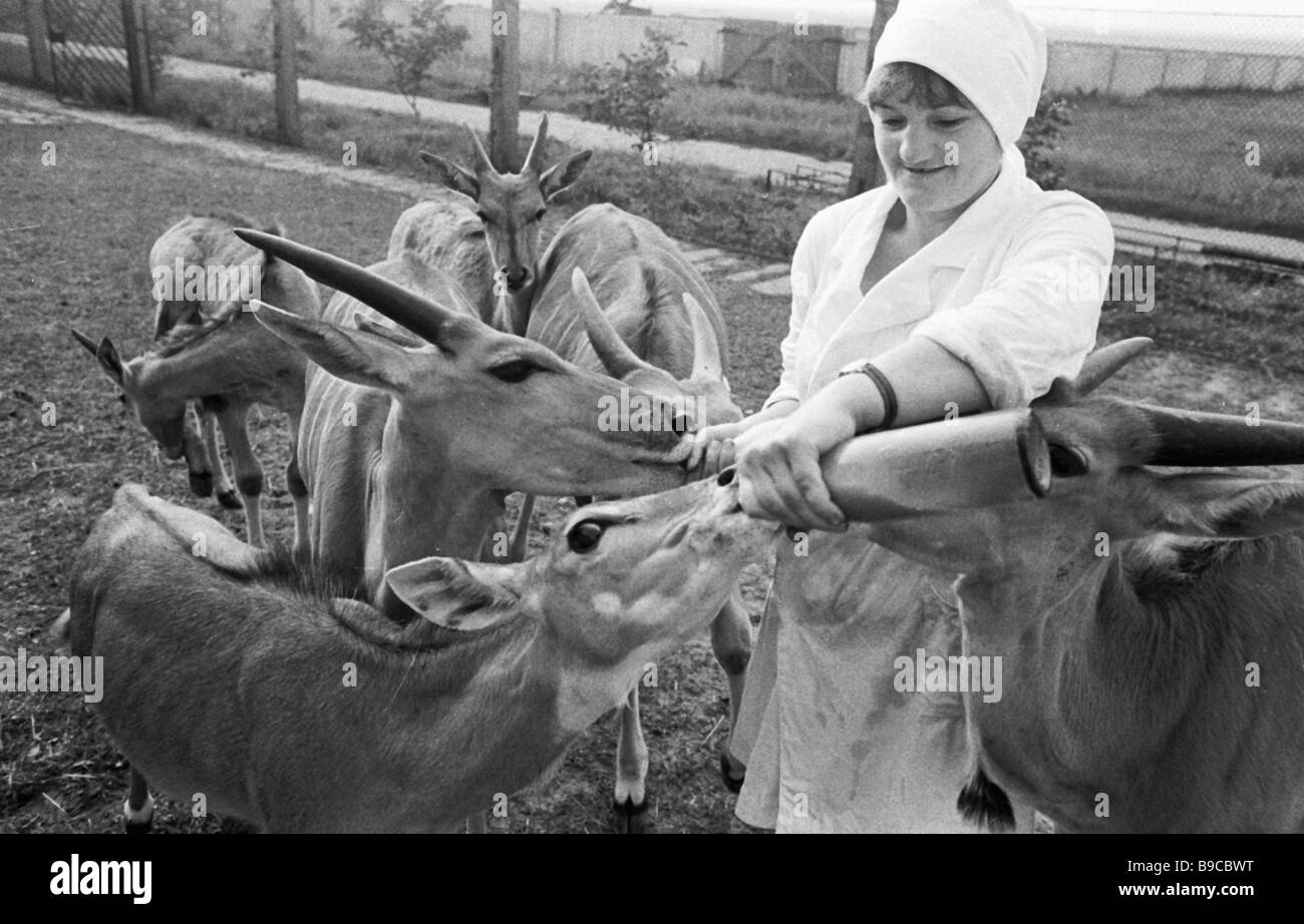 A worker feeding elands and their babies at the Askania Nova state ...