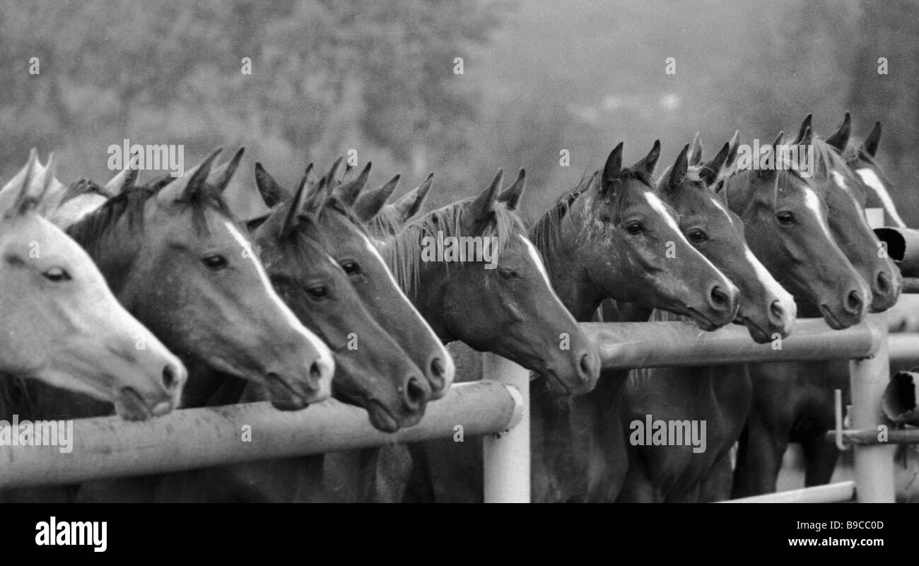 Arab horses raised on the Tersk horse breeding farm Stavropol territory ...