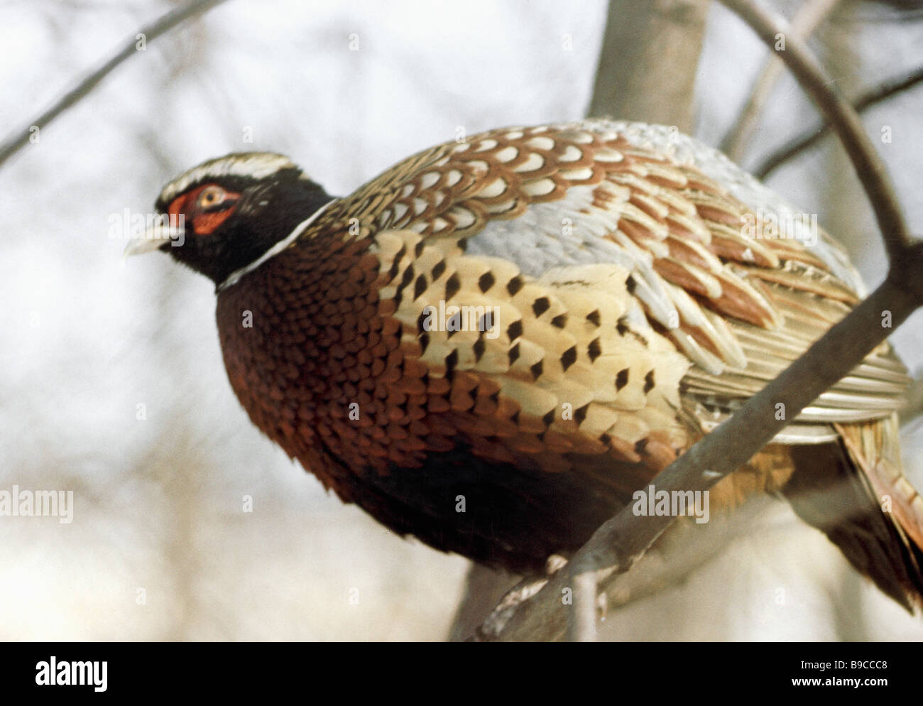 Golden pheasant in the Askania Nova nature preserve Stock Photo - Alamy