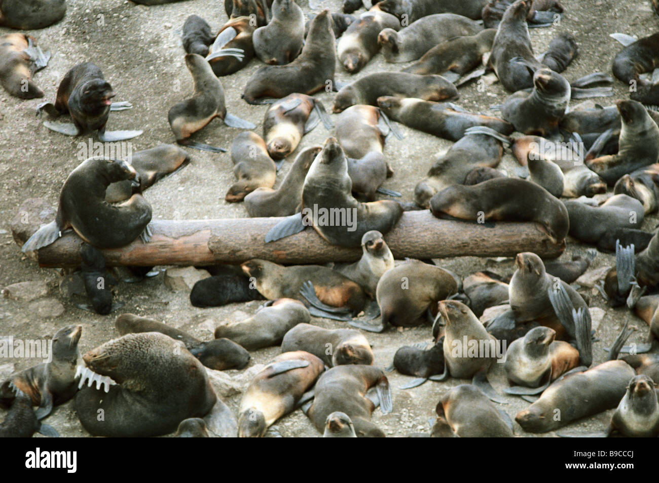 A sea lion rookery on Tyuleny Seal Island Stock Photo - Alamy