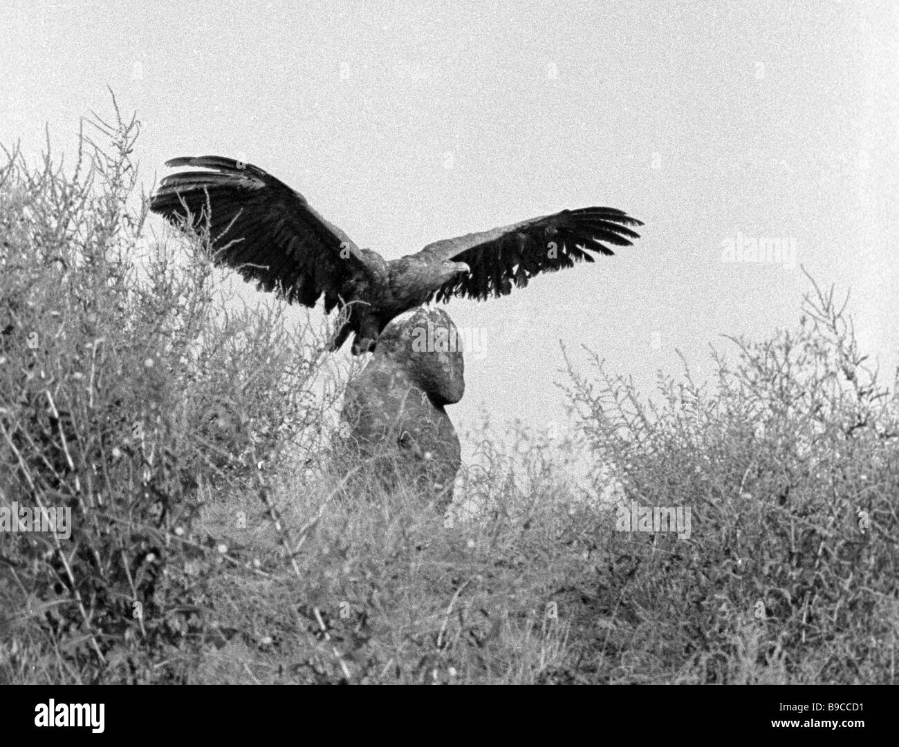 Steppe eagle in the Askania Nova reserve Stock Photo - Alamy