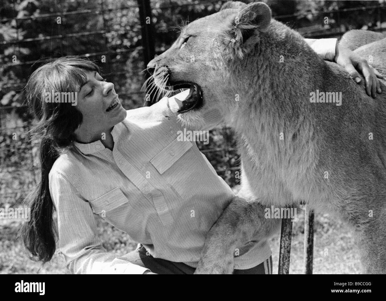 A performing lioness with her tamer Stock Photo - Alamy