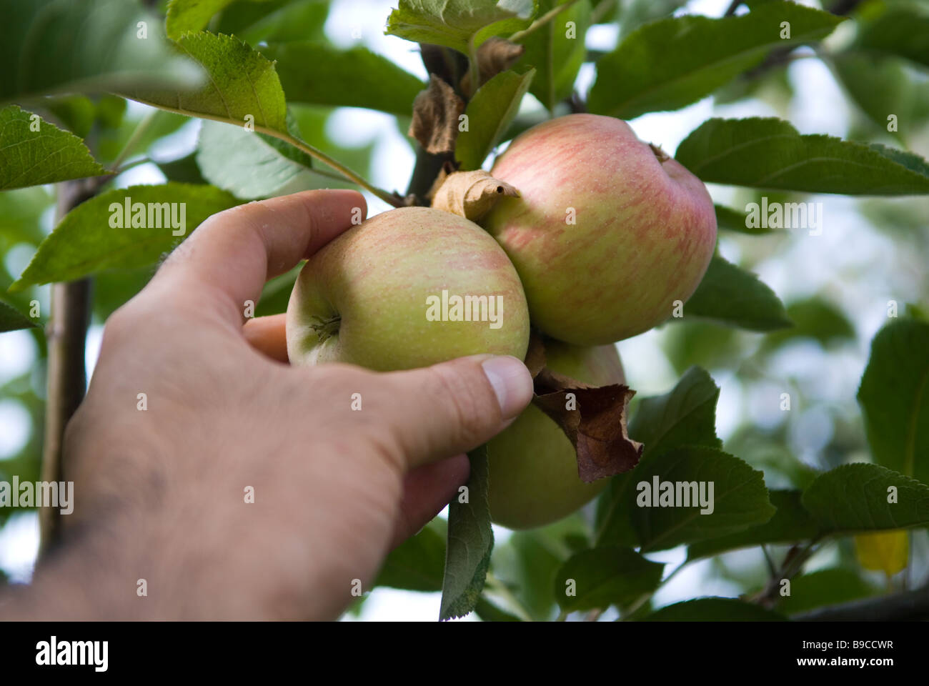 Farmer picking Apples from tree Lebanon Middle East Asia Stock Photo ...