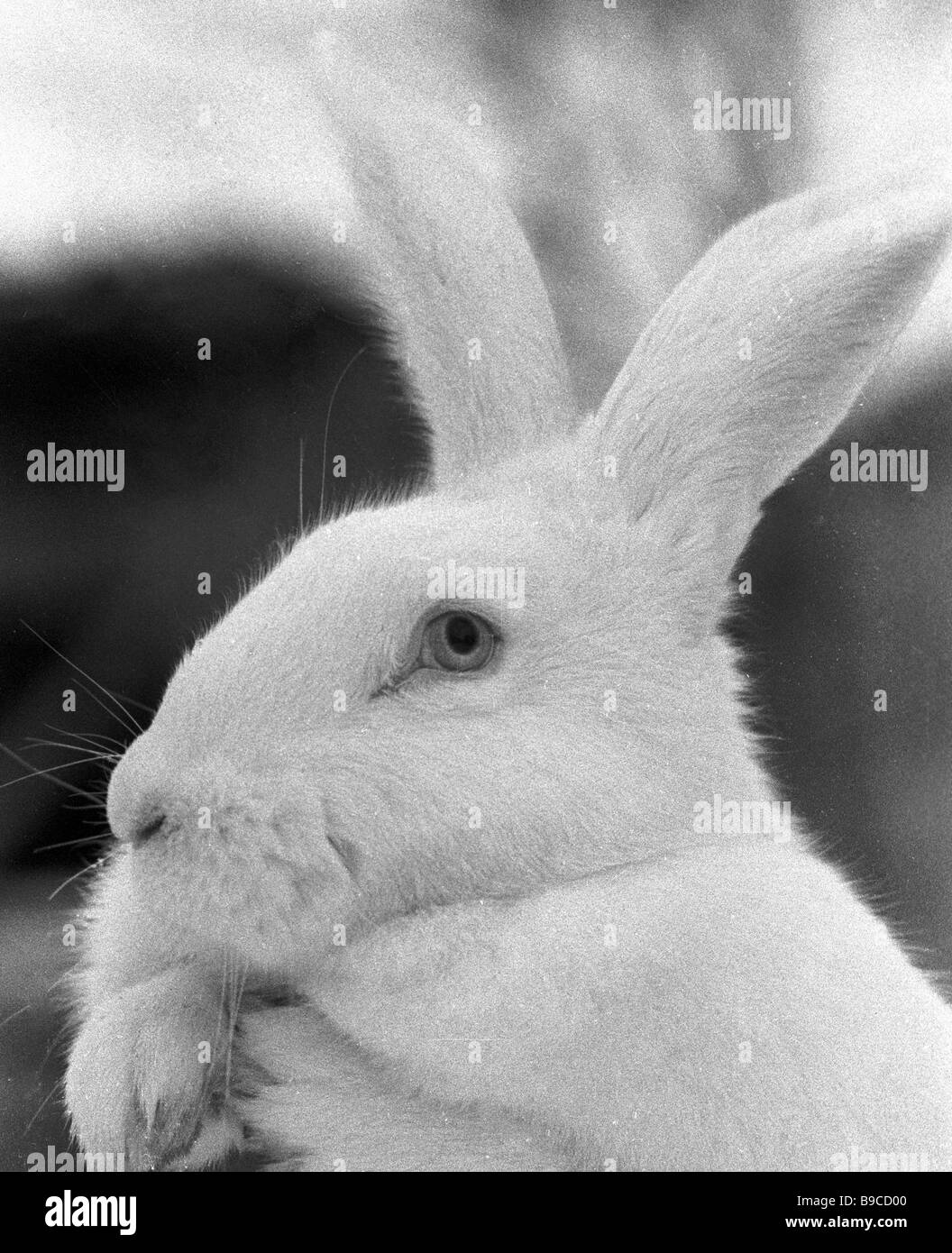 The White Giant rabbit breed of Biryulinsky fur farm Stock Photo - Alamy