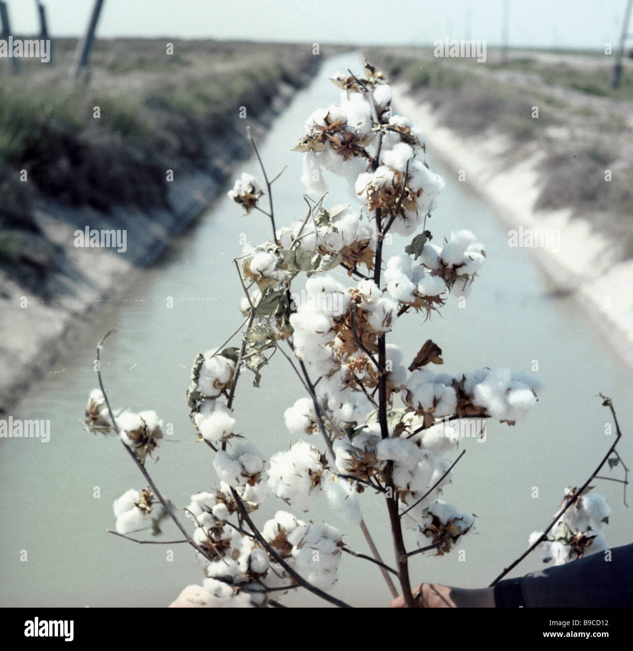 Branch of the cotton plant with the Karakum Canal in the background ...