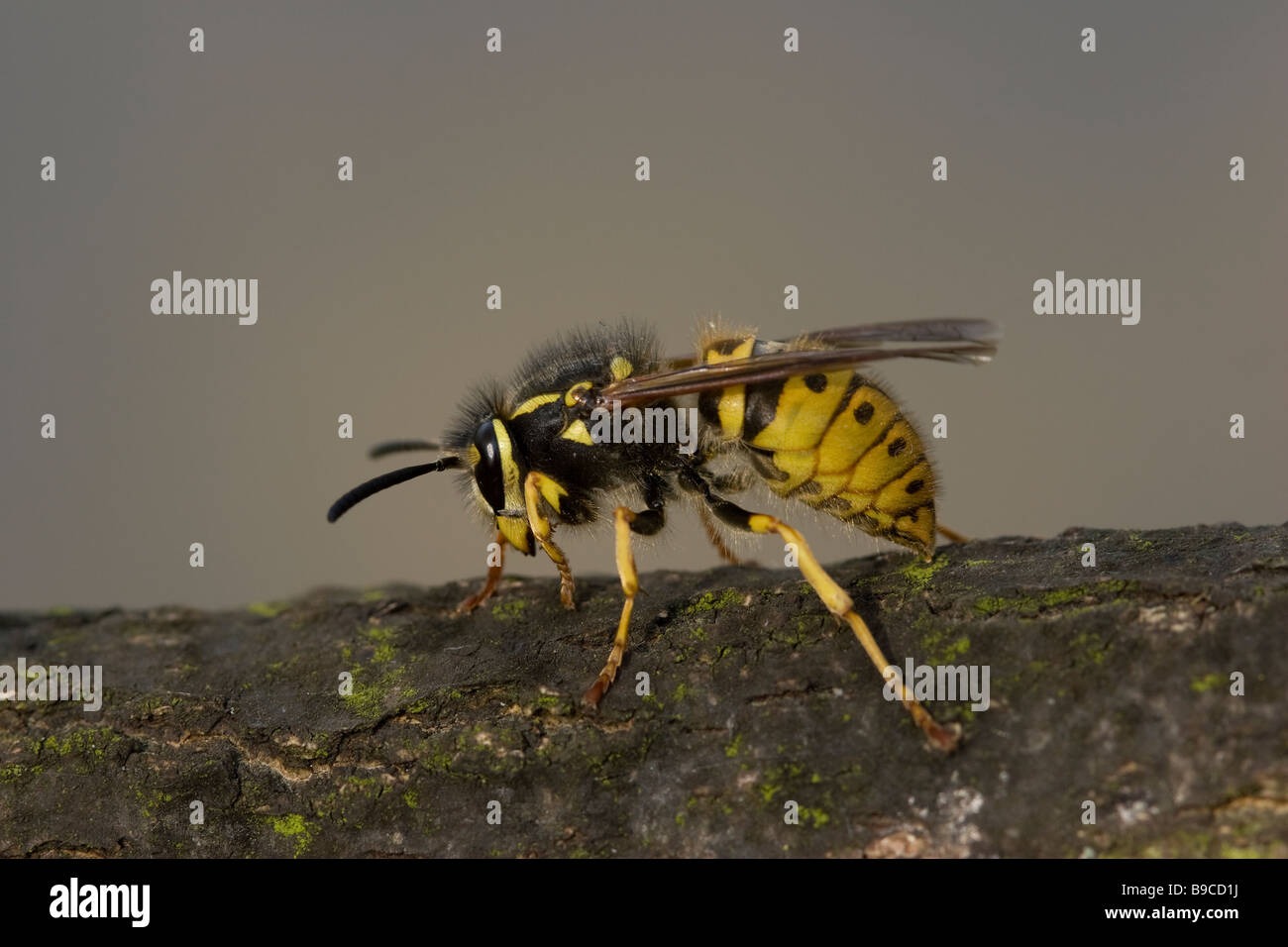 Wasp Vespula vulgaris Stock Photo - Alamy