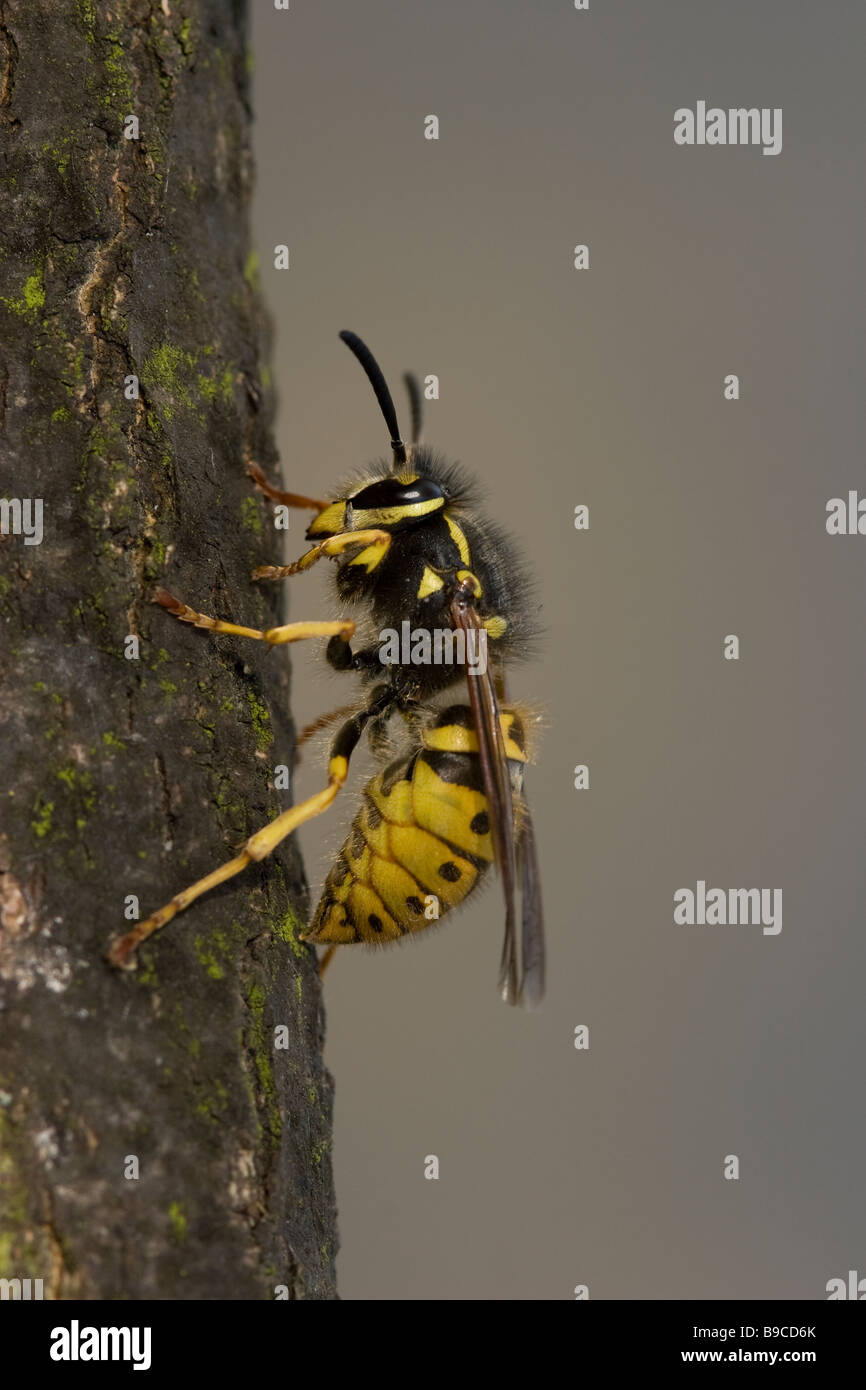 Stinging vulgaris hi-res stock photography and images - Alamy