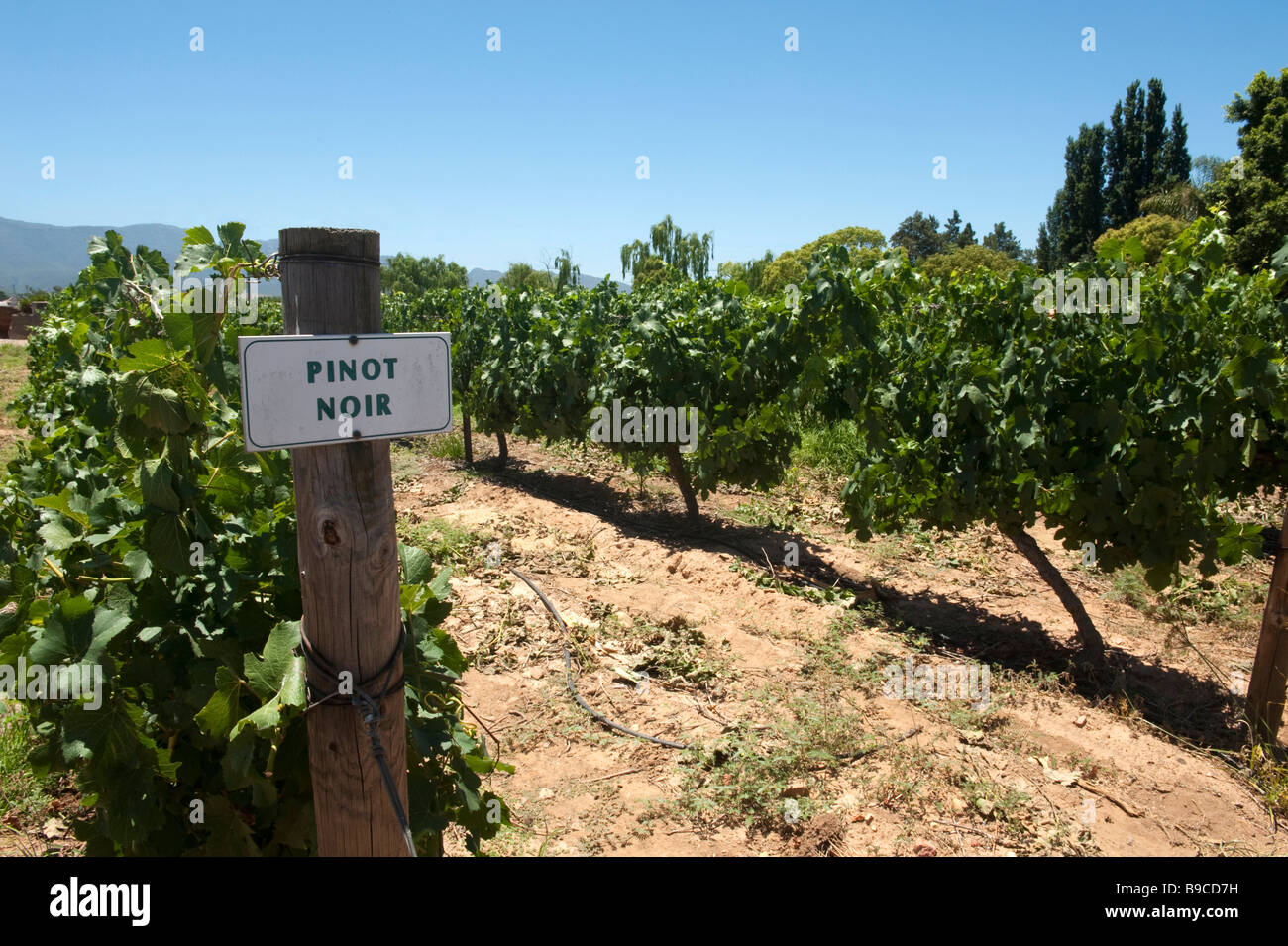 Grapes tree farm south africa hi-res stock photography and images - Alamy