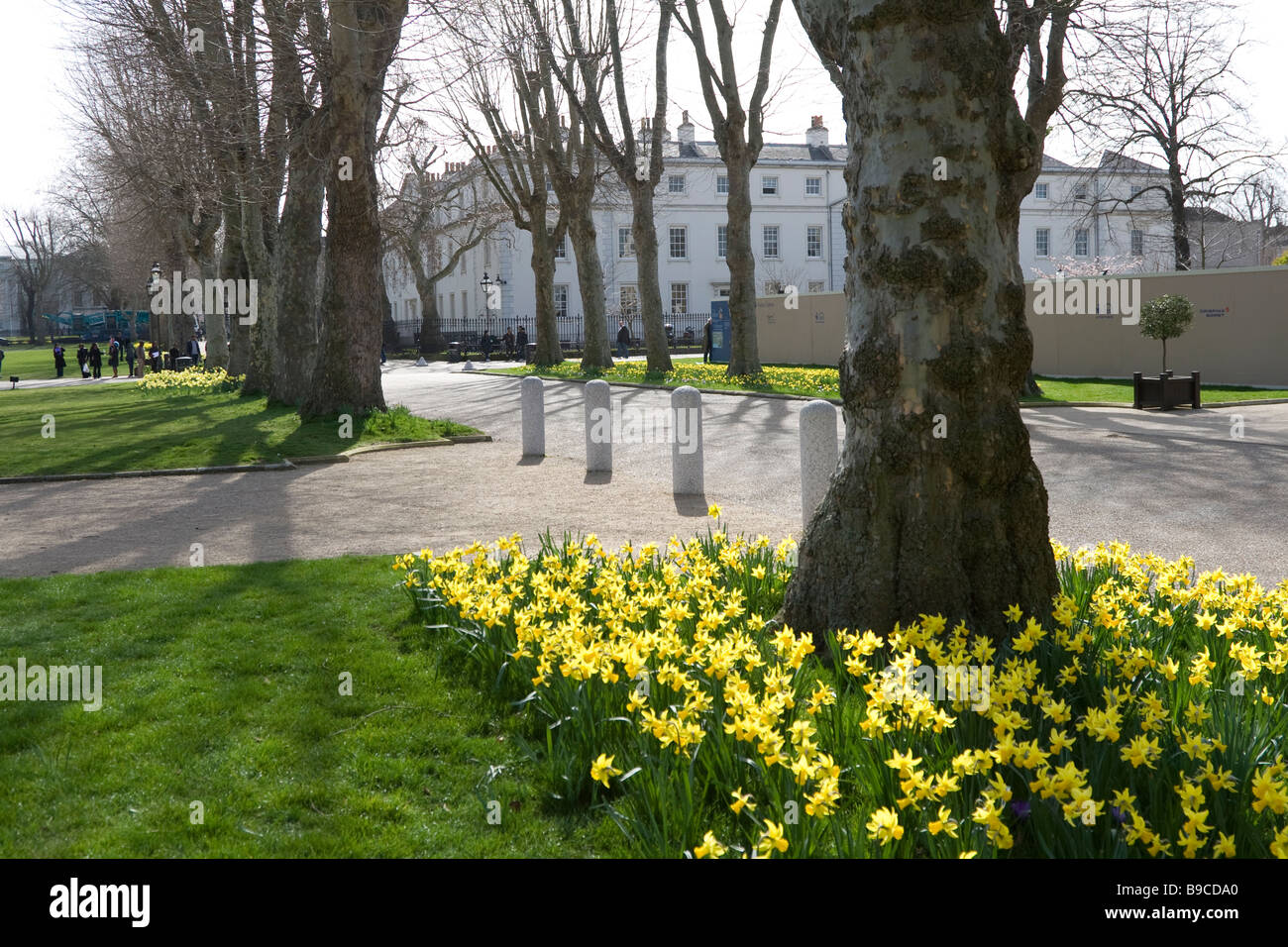 Trees and daffodils in spring, Greenwich London Stock Photo - Alamy