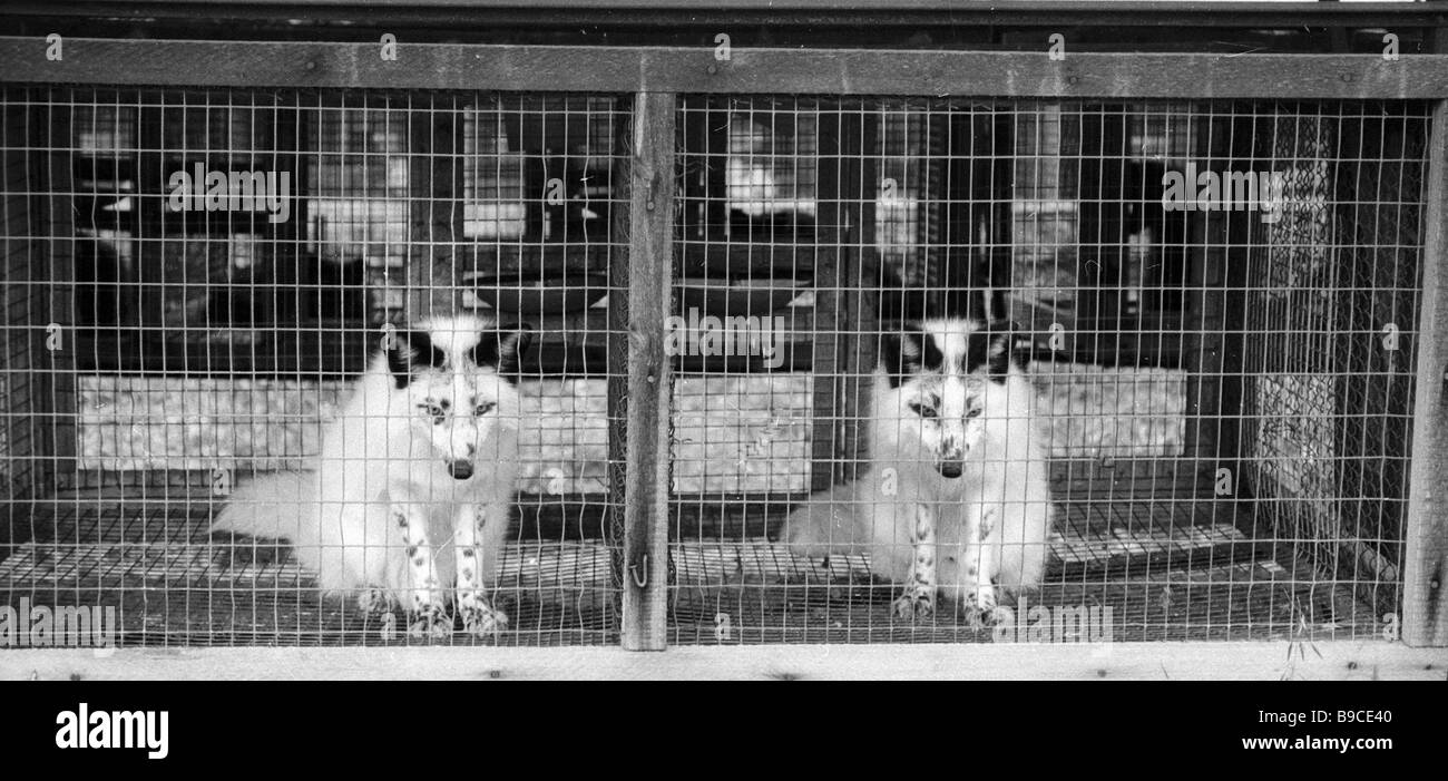 White Georgian fox in the cell biology and genetics institute of the ...