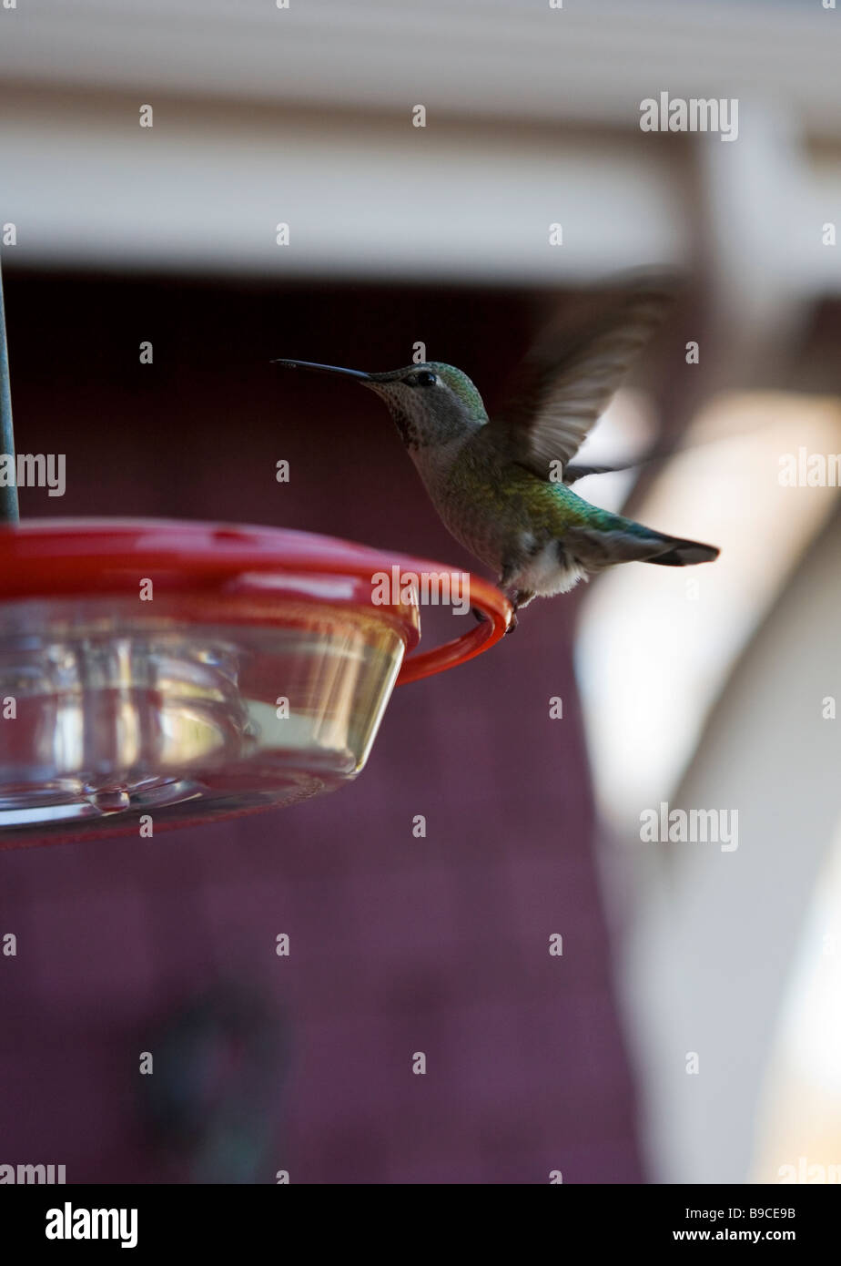 Humming bird hovering hi-res stock photography and images - Alamy