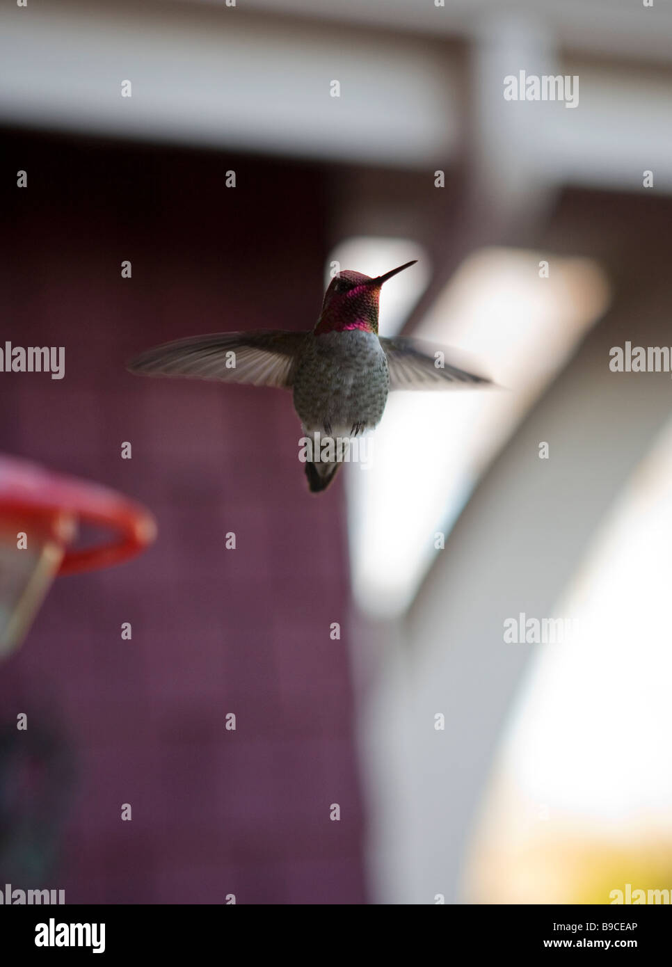 Hovering at feeder hi-res stock photography and images - Alamy